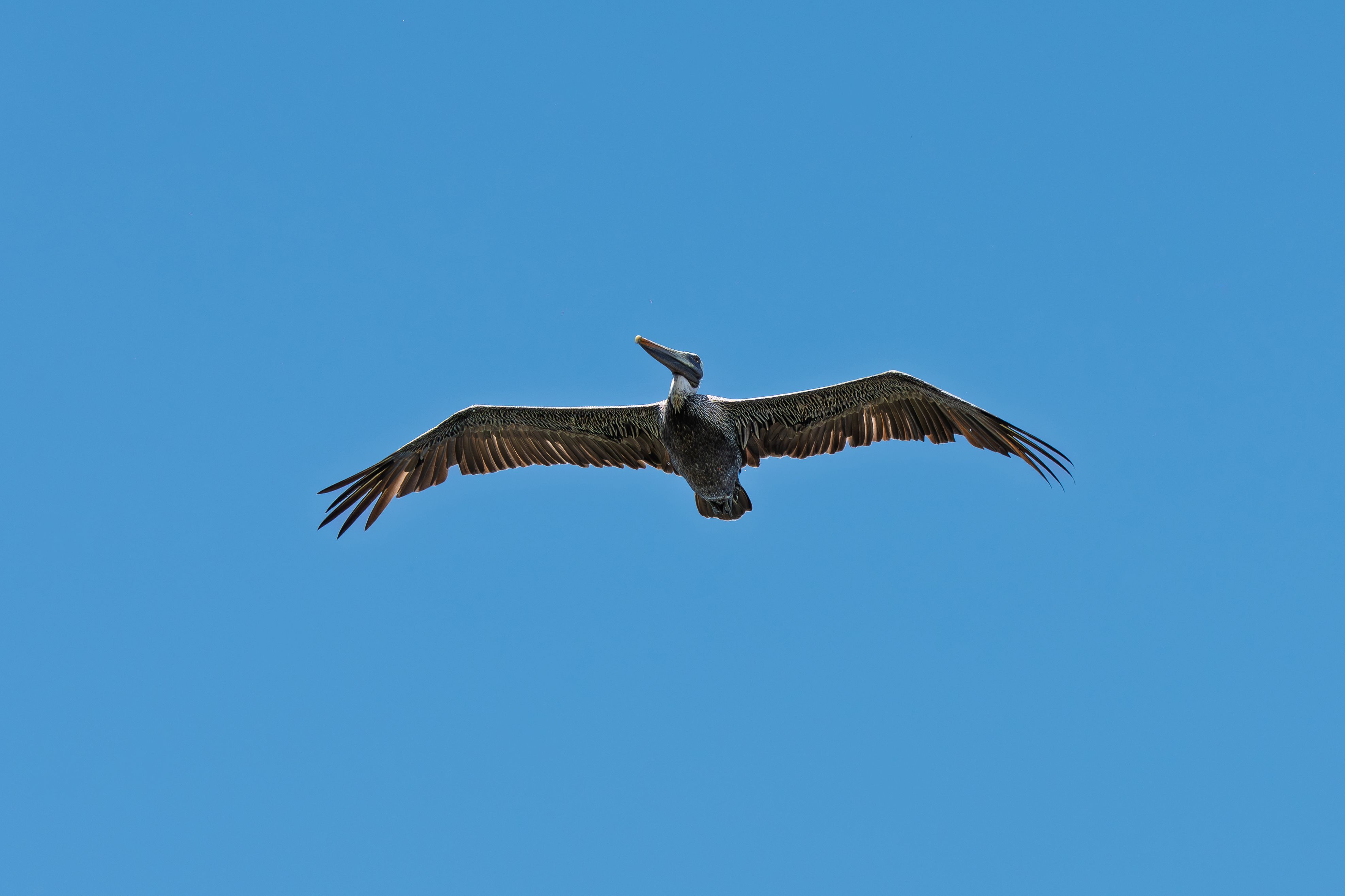 Photo of Flying Bird · Free Stock Photo