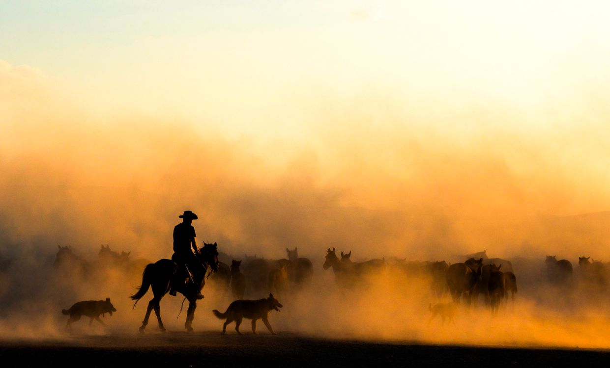 Cowboy Herding Horses in Dusty Sunset · Free Stock Photo