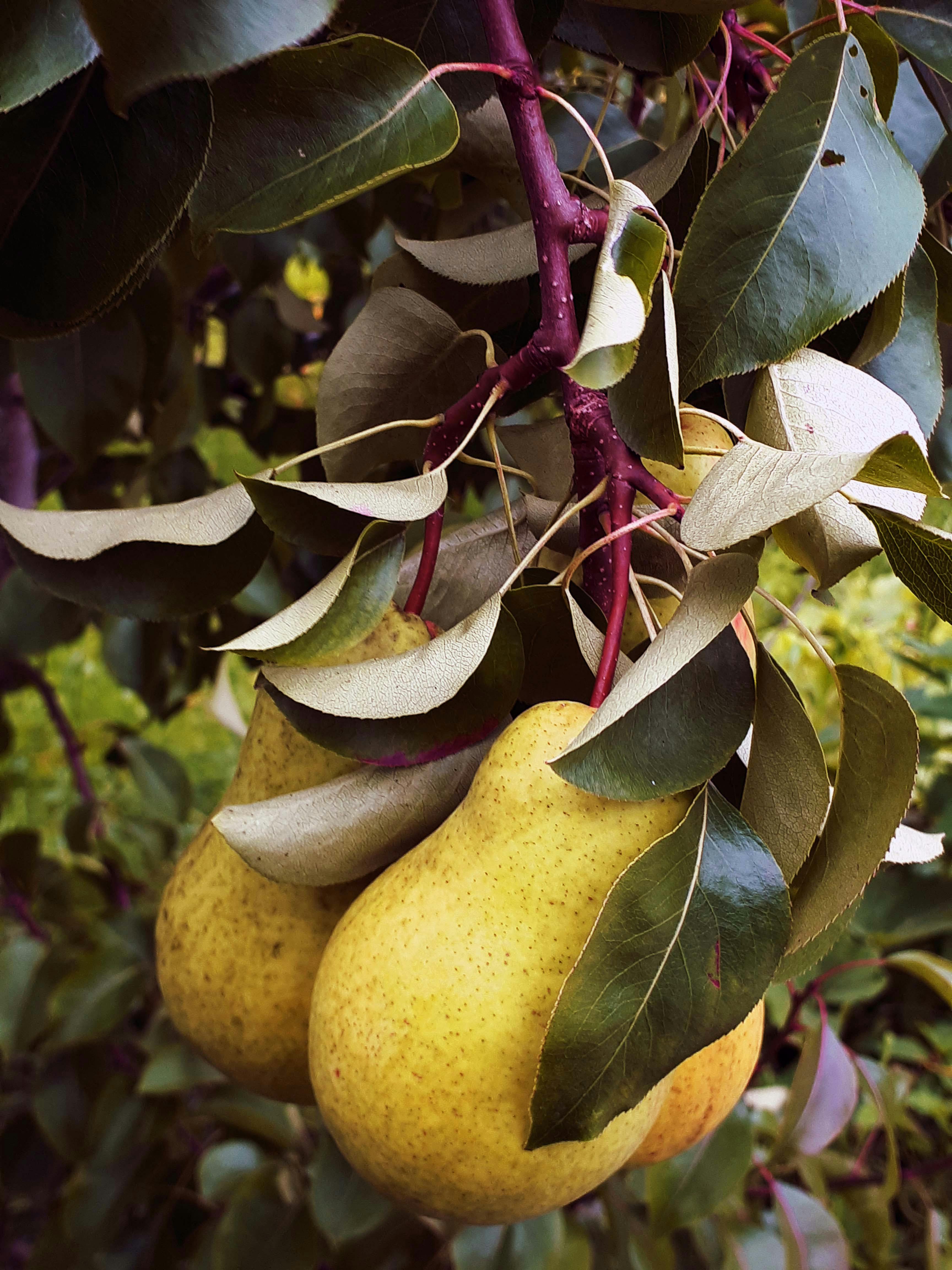 Free stock photo of груша, сад, фруктовые деревья