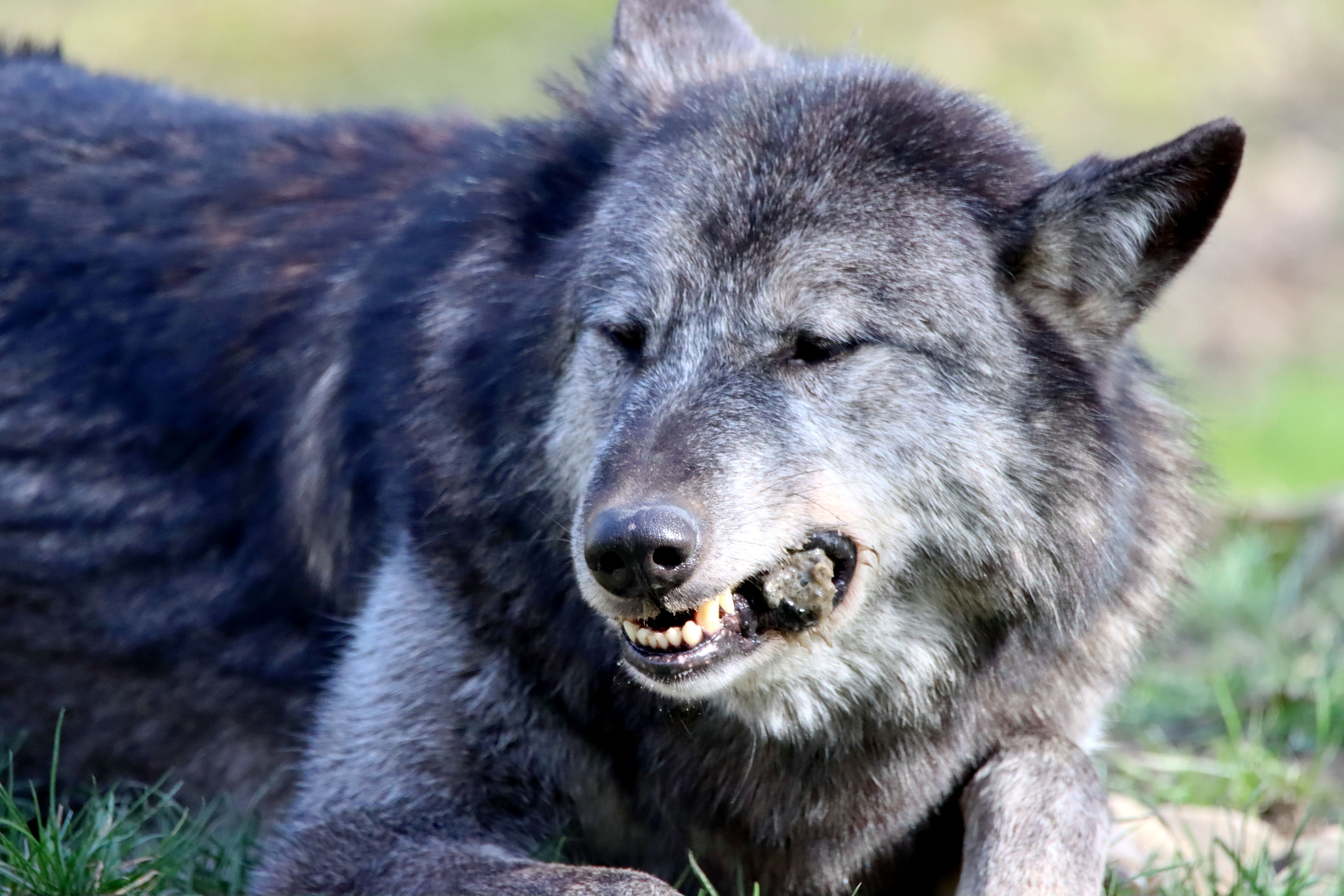 Funny Wolf Photos, Download The BEST Free Funny Wolf Stock Photos & HD ...