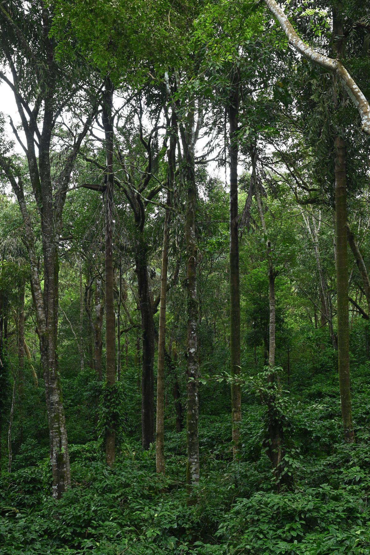 Lush Forest Photos, Download The BEST Free Lush Forest Stock Photos ...