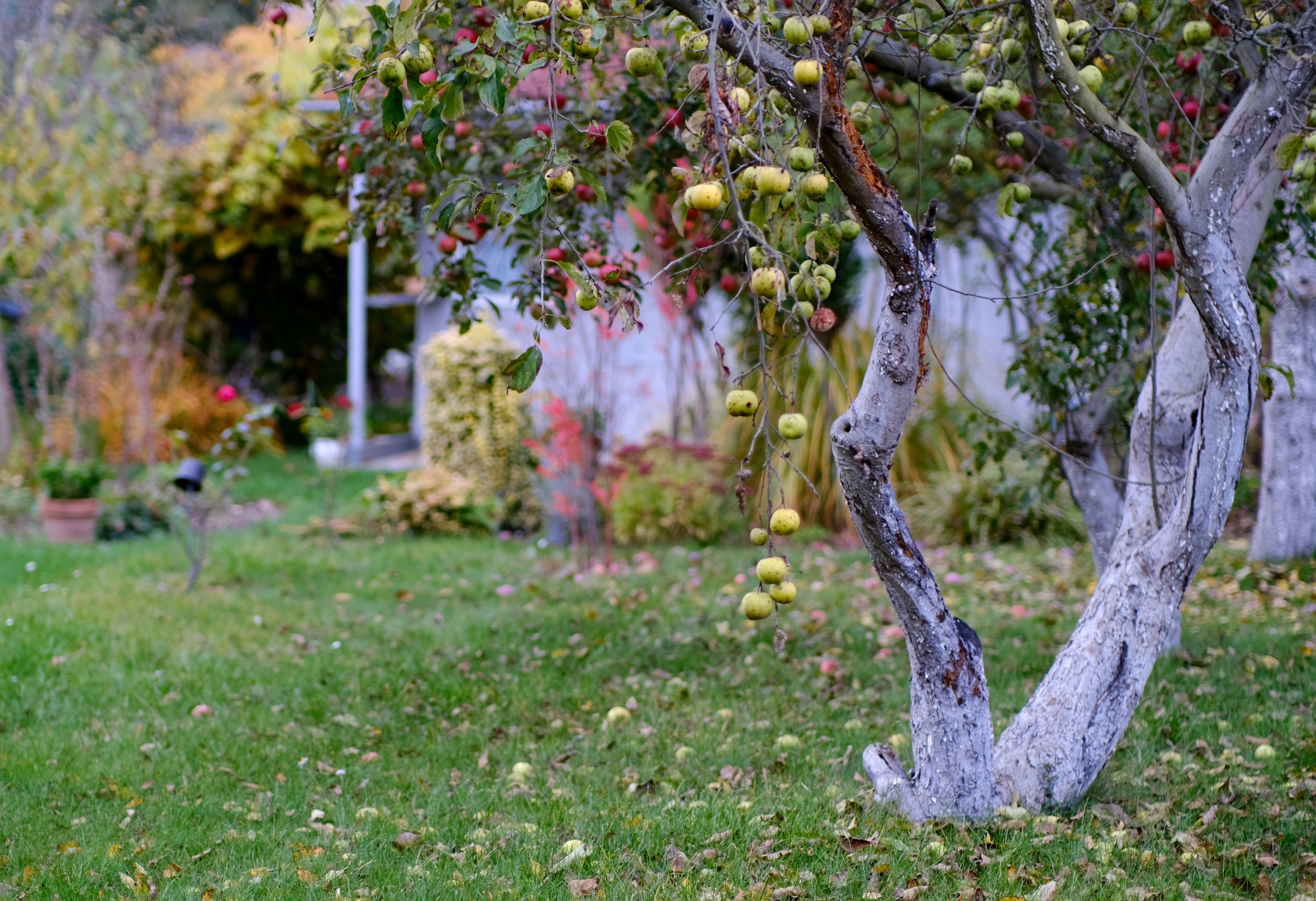 600,000+개의 최고의 Apple Tree 사진 · 100% 무료 다운로드 · Pexels 스톡 사진