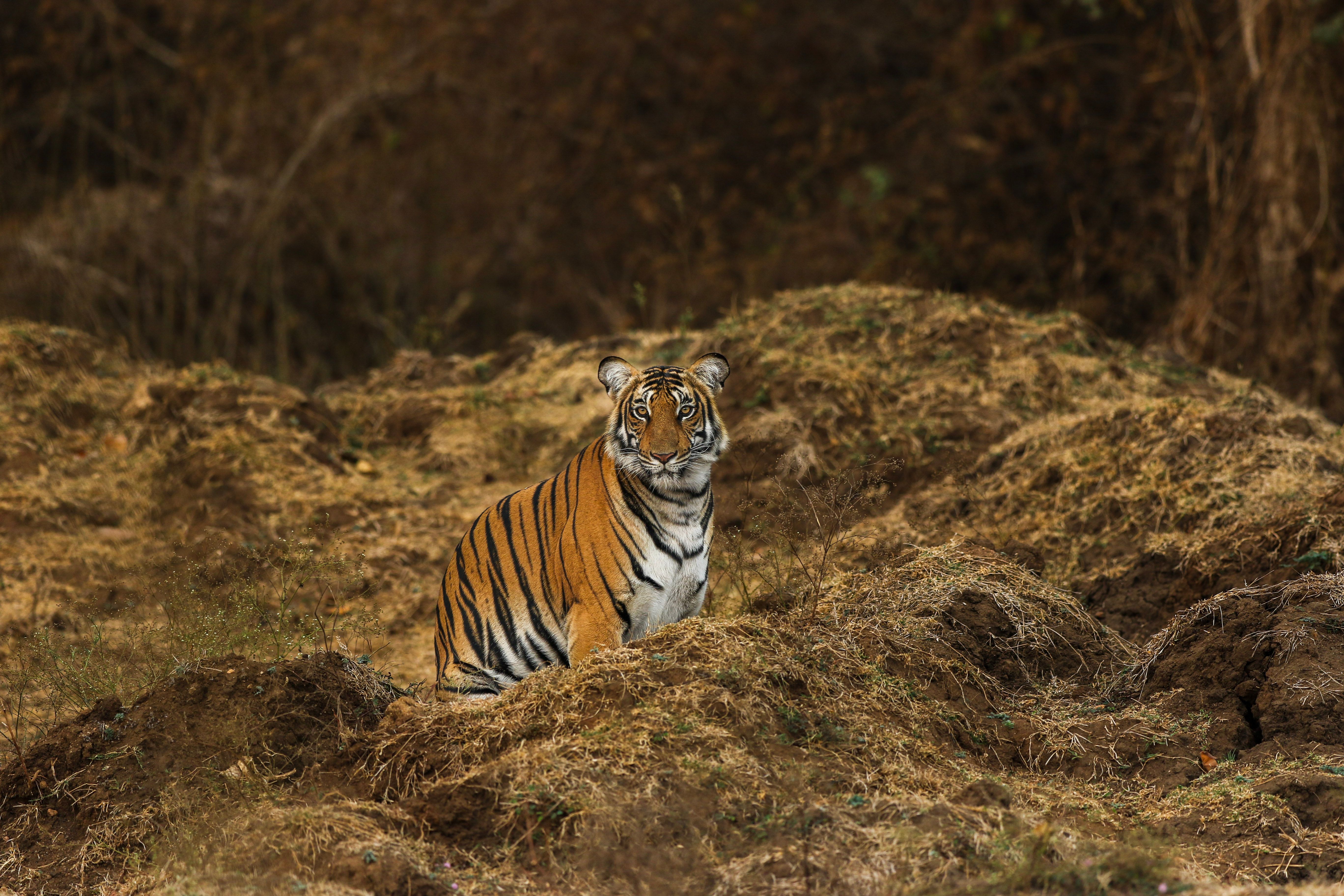 Majestic Bengal Tiger in Indian Wilderness · Free Stock Photo