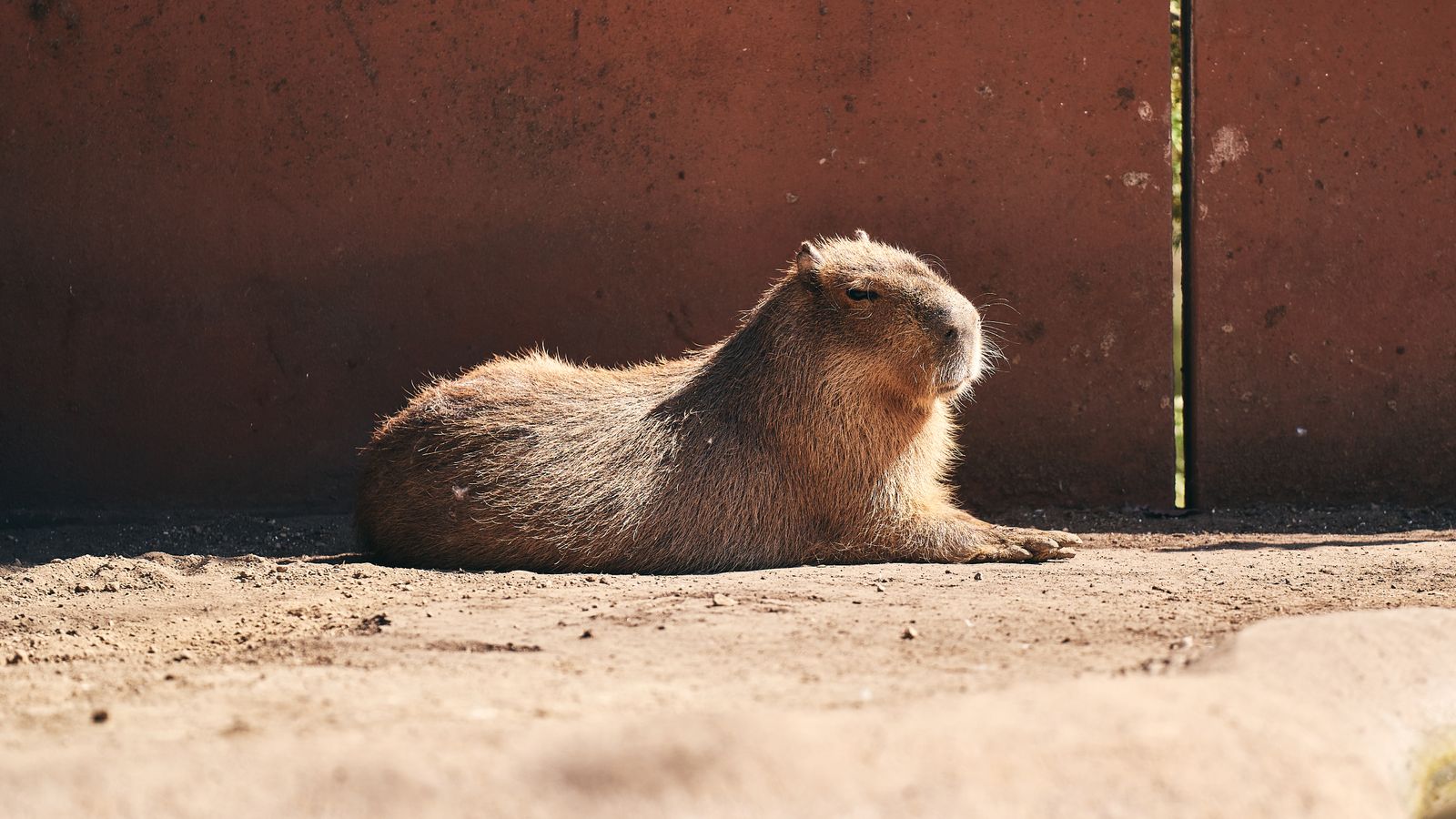 4k Desktop Wallpaper Capybara Cartoon Photos, Download The BEST Free 4k ...