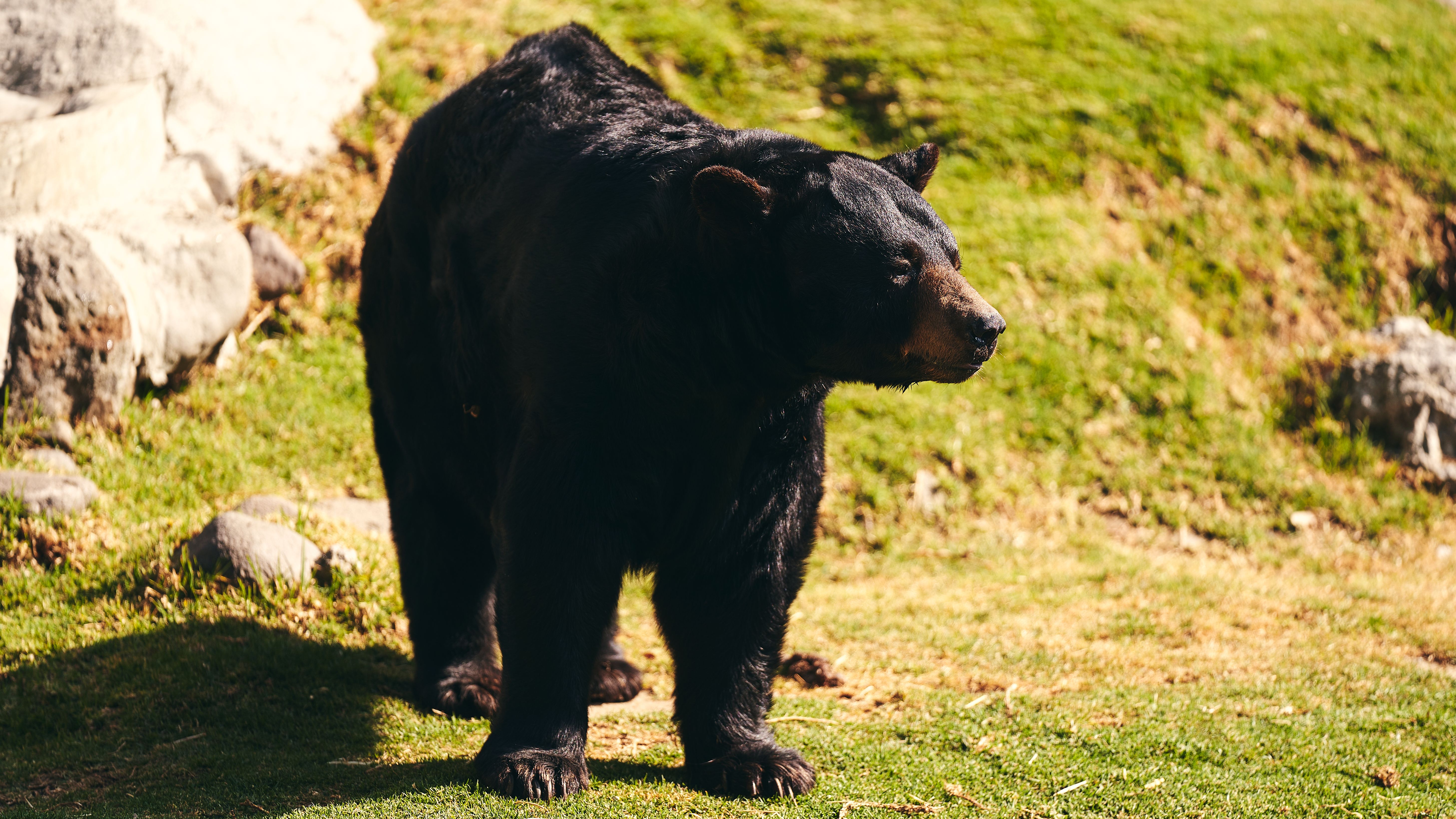 Black Bear Photos Download The Best Free Black Bear Stock Photos Hd