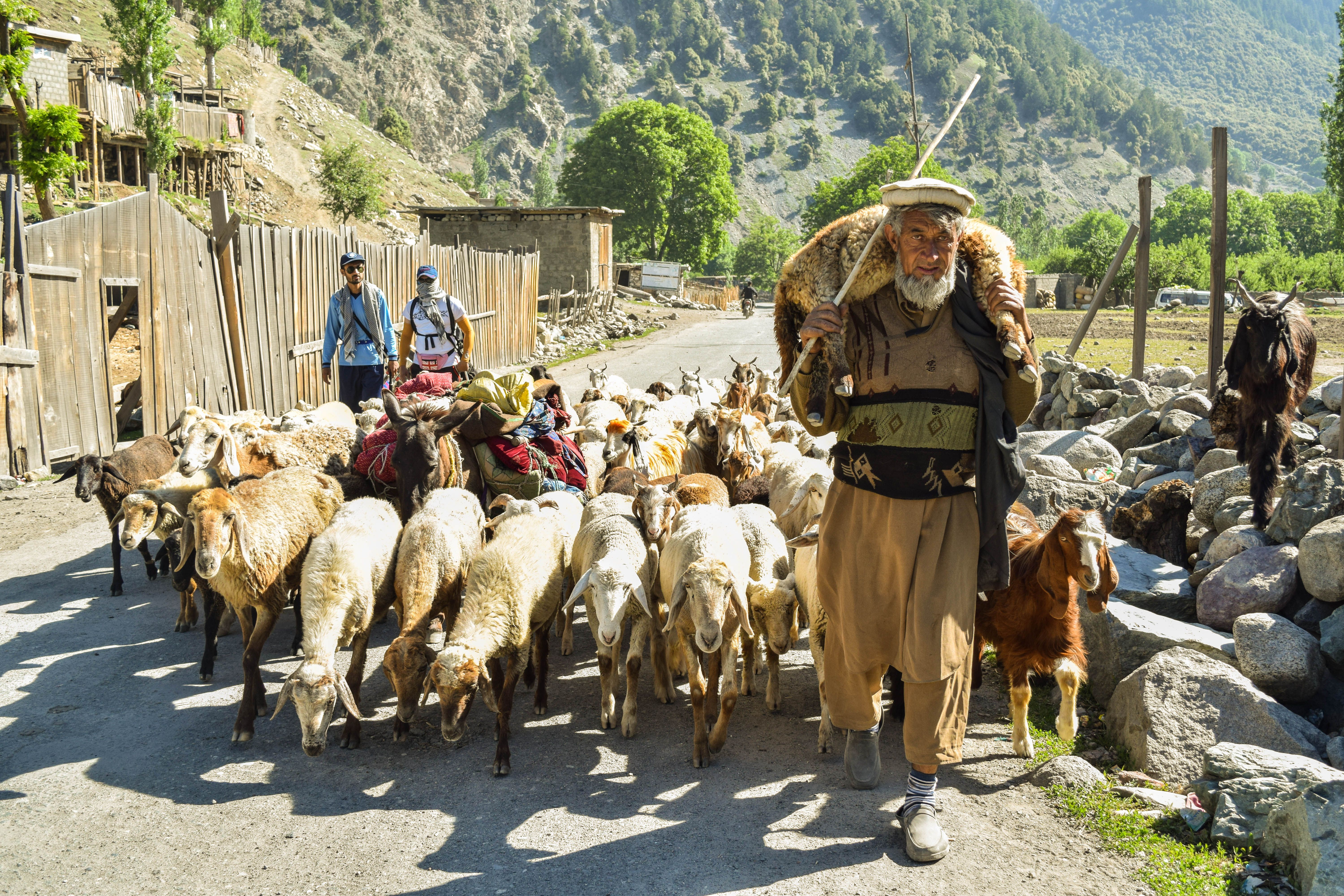 Shepherd Photos, Download The BEST Free Shepherd Stock Photos & HD Images