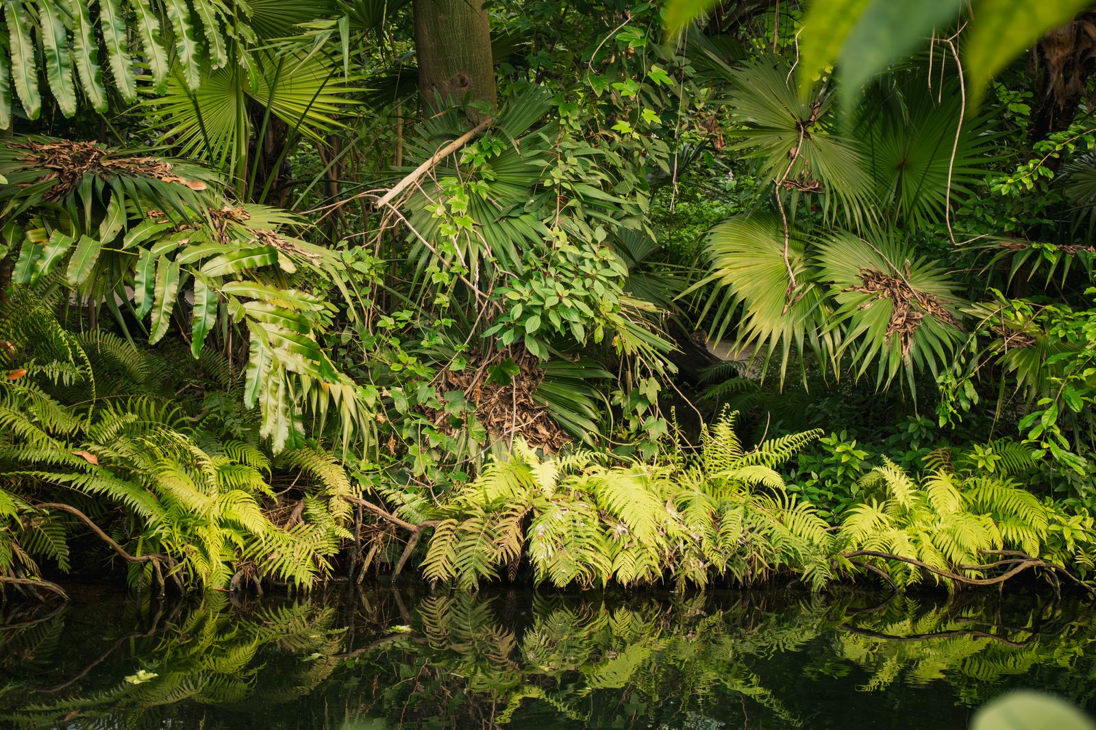 Tropical Rainforest Photos, Download The BEST Free Tropical Rainforest ...