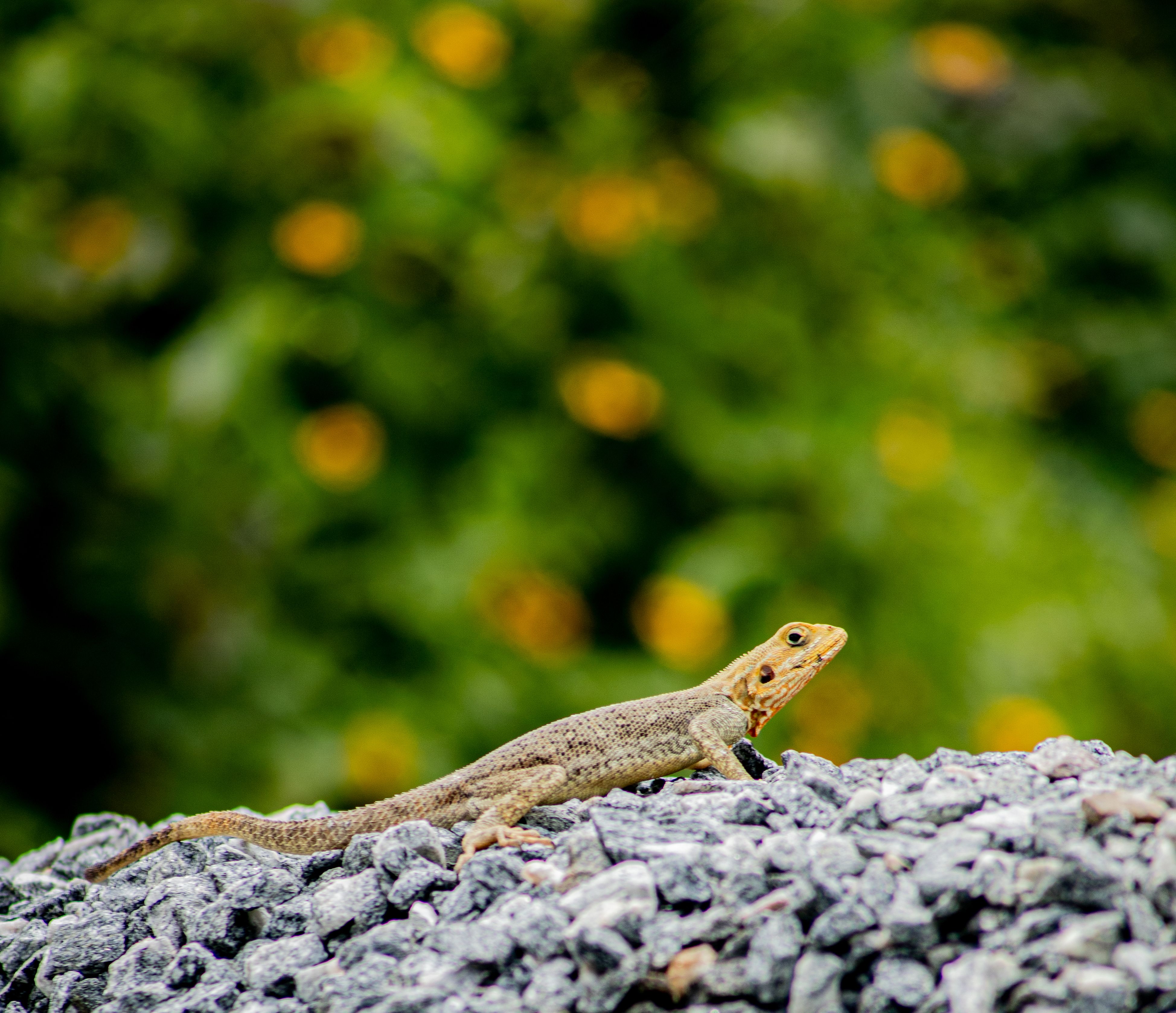 Tom The Lizard Hoppers Photos, Download The BEST Free Tom The Lizard ...
