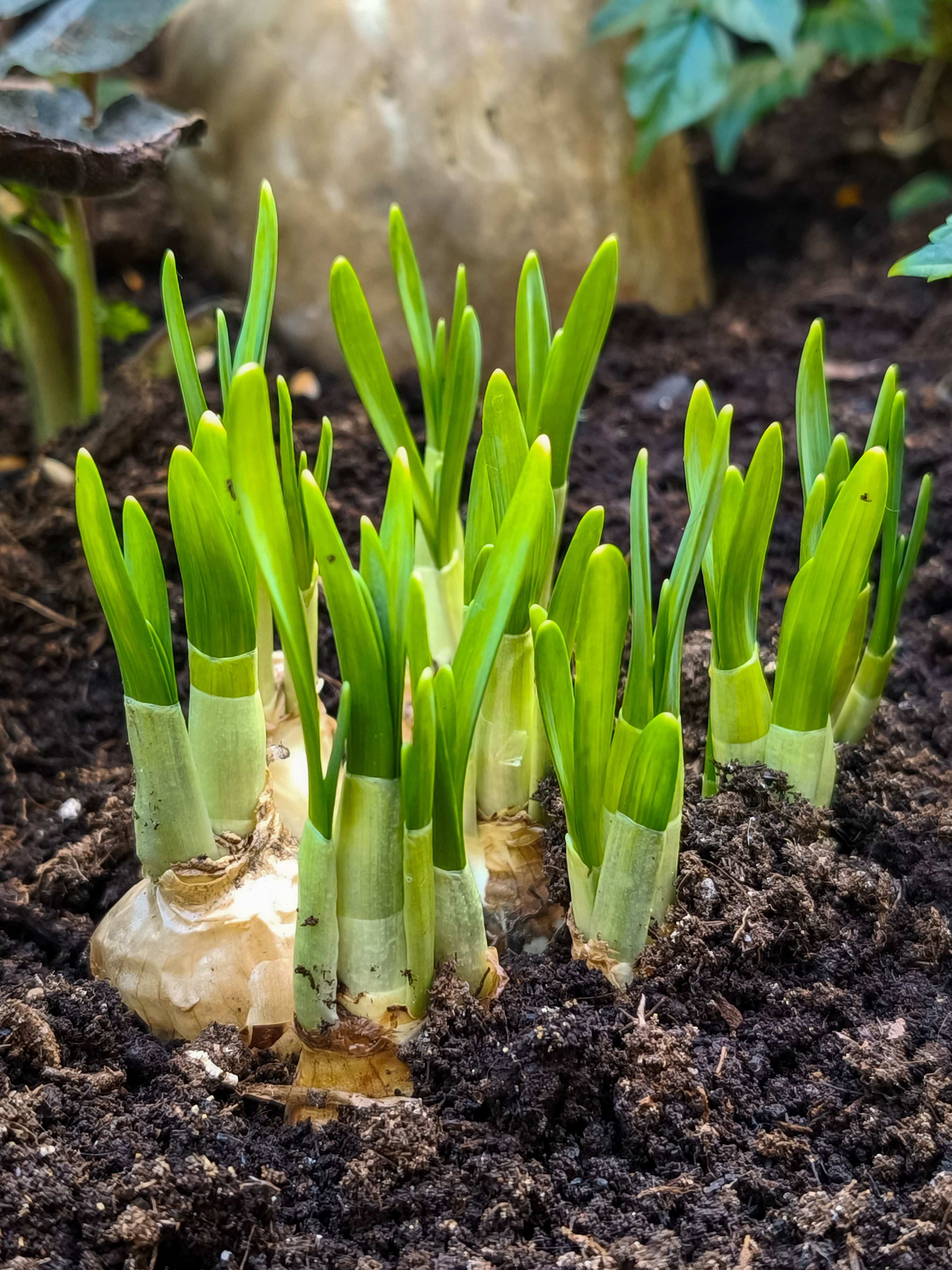 Emergence Plant Photos, Download The BEST Free Emergence Plant Stock ...