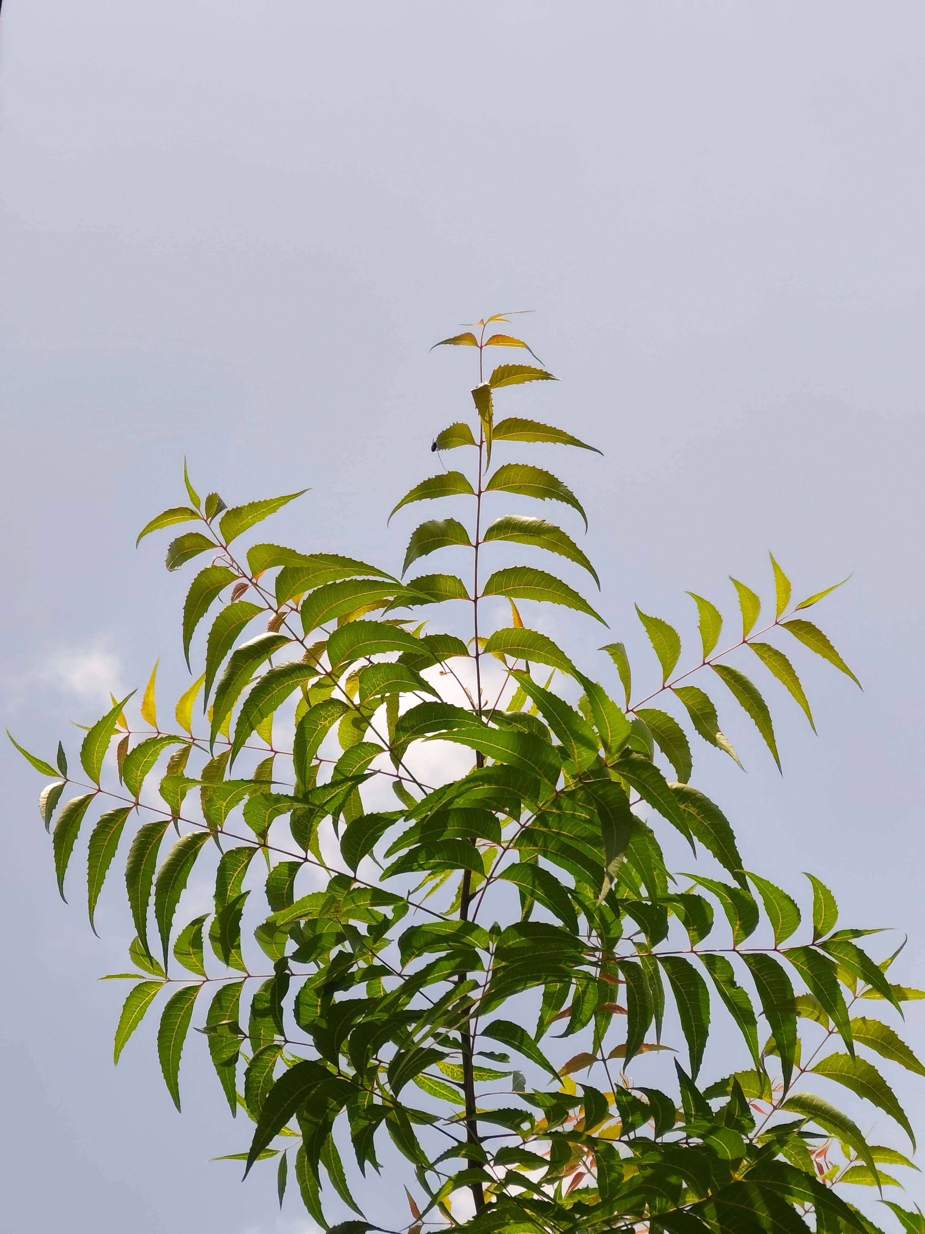 Neem Plant Photos, Download The BEST Free Neem Plant Stock Photos & HD ...