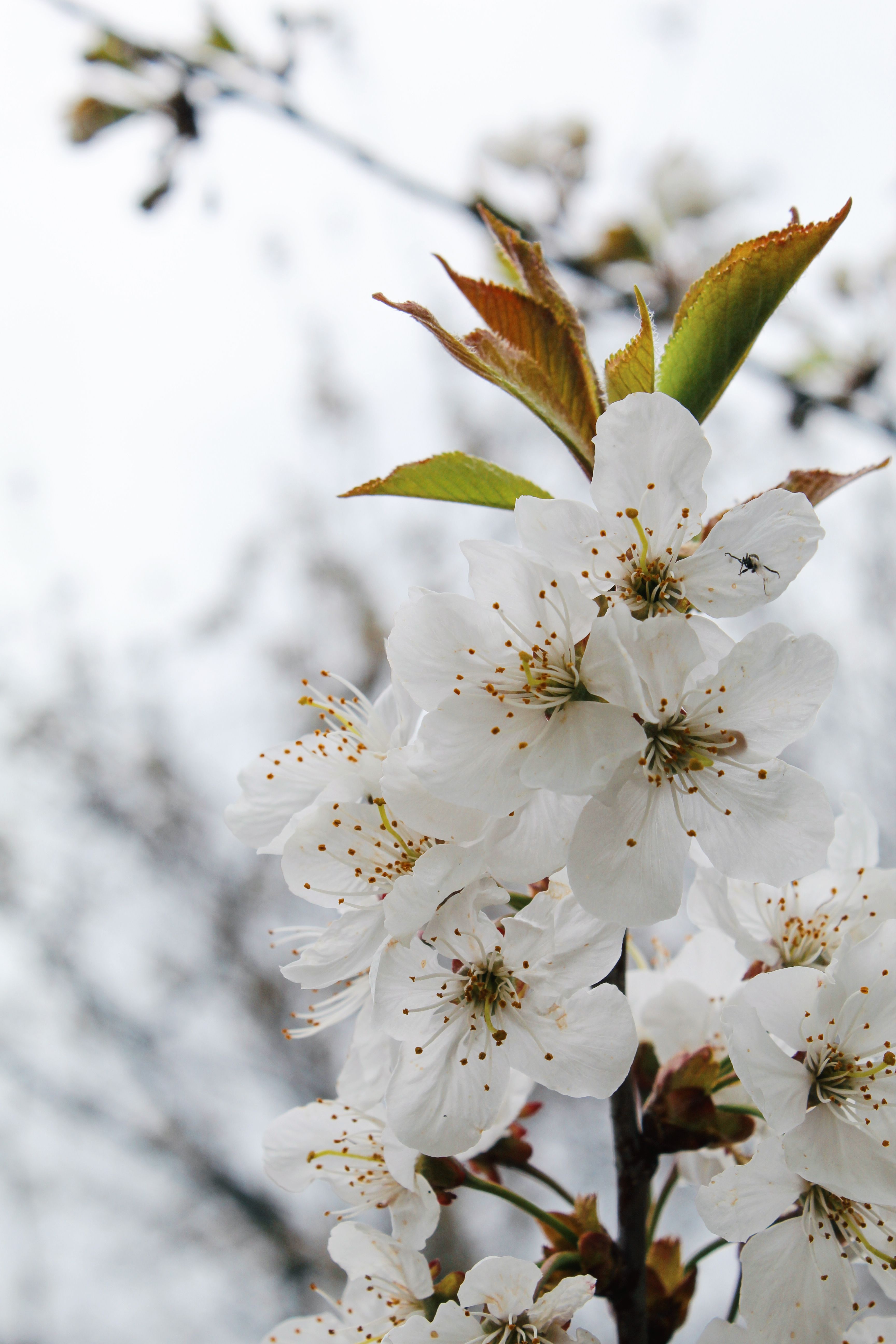 Close-up of Blossom on Cherry Tree Branch in Spring · Free Stock Photo