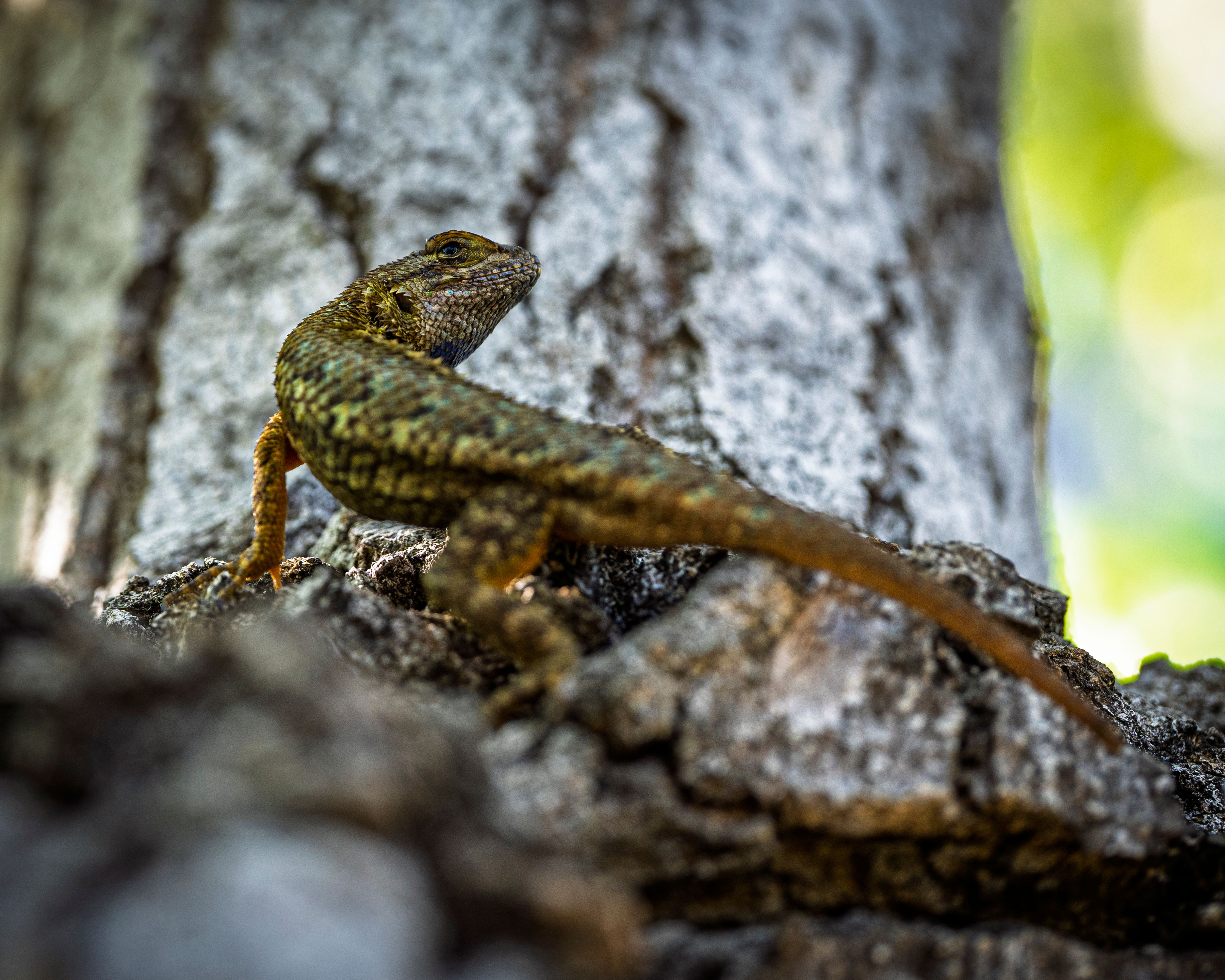 Western Fence Lizard on Tree Bark: Nature's Camouflage · Free Stock Photo