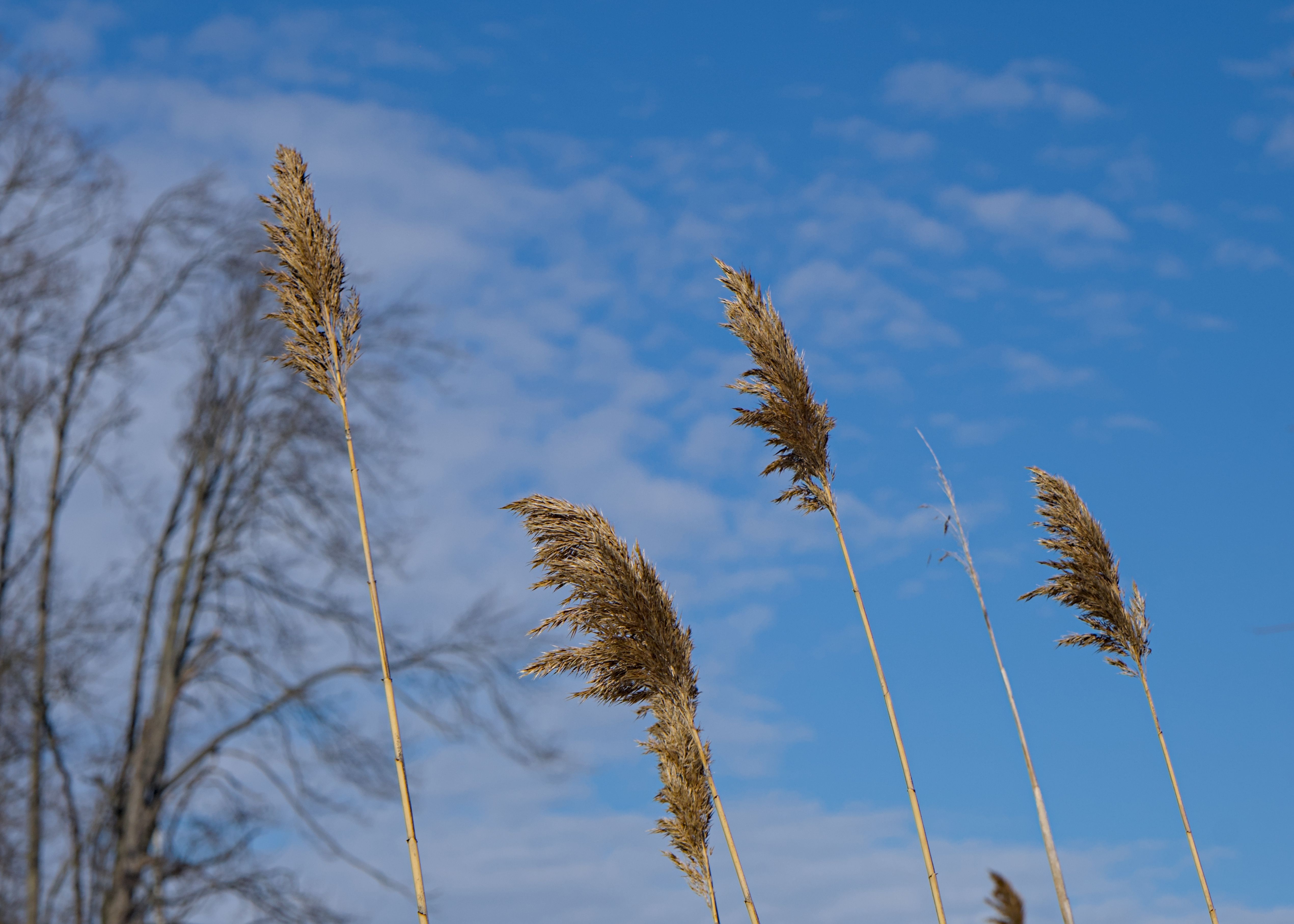 Windy Day Images Free Photos, Download The BEST Free Windy Day Images ...
