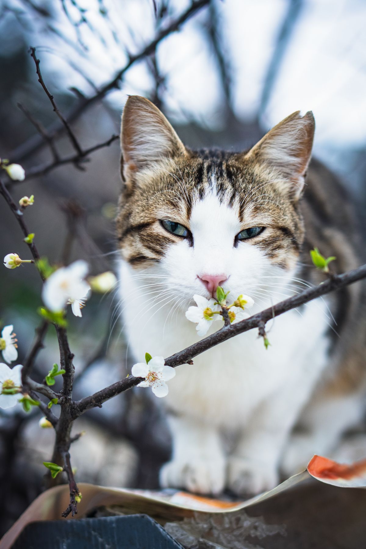 Spring Cat Wallpaper Photos, Download The BEST Free Spring Cat ...