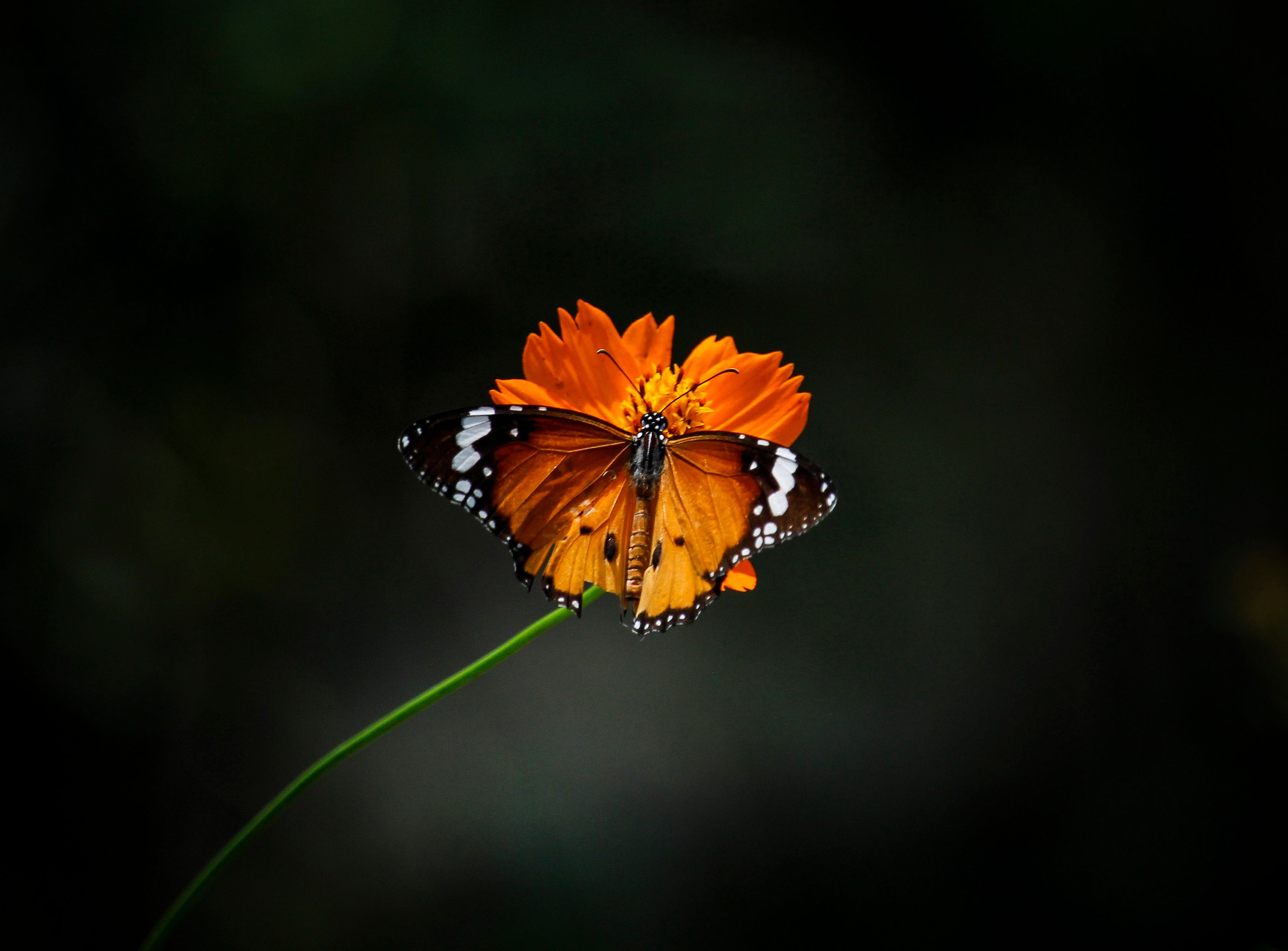 Metamorphosis Photos, Download The BEST Free Metamorphosis Stock Photos ...
