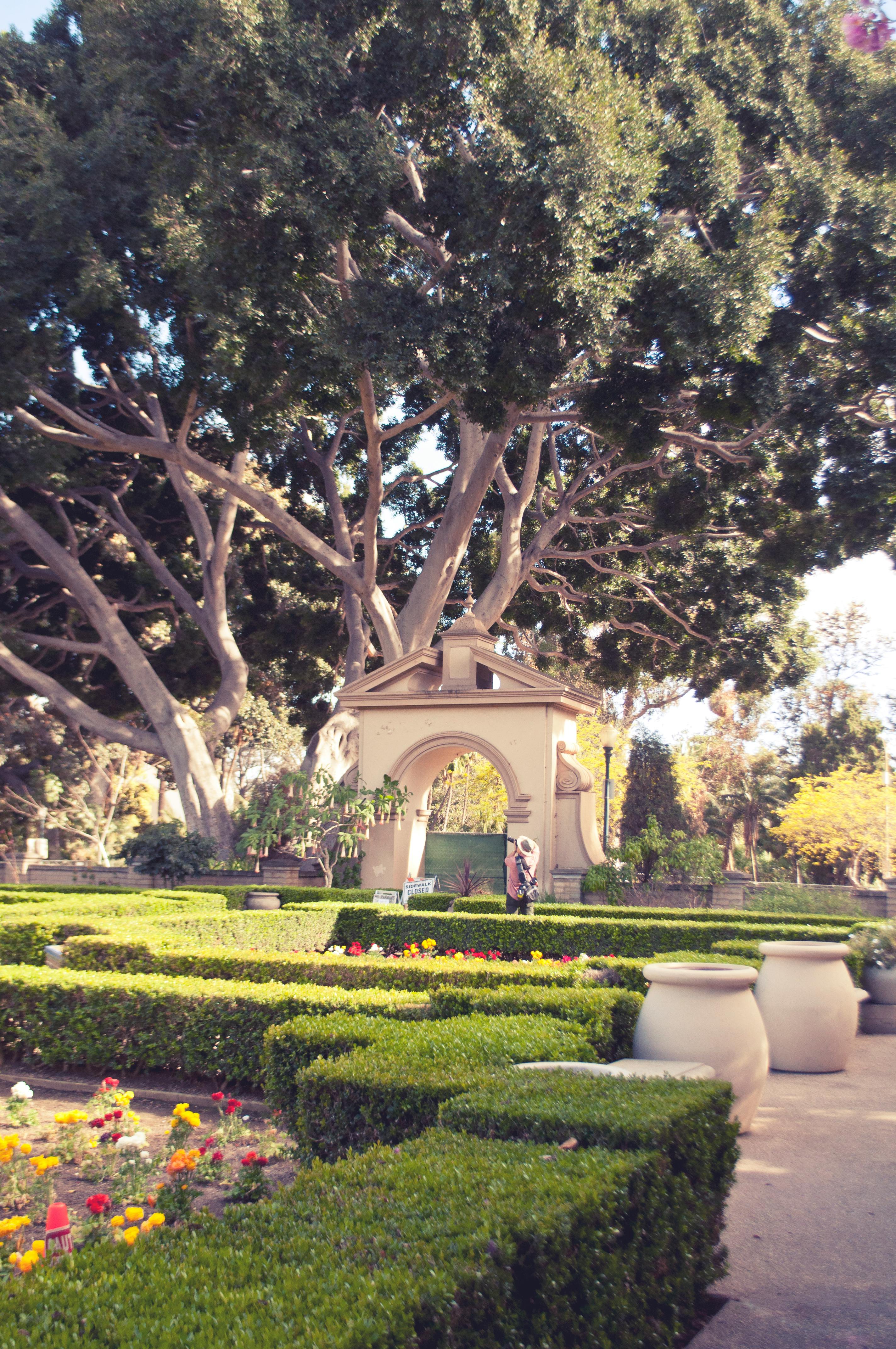 Free stock photo of san diego, tree