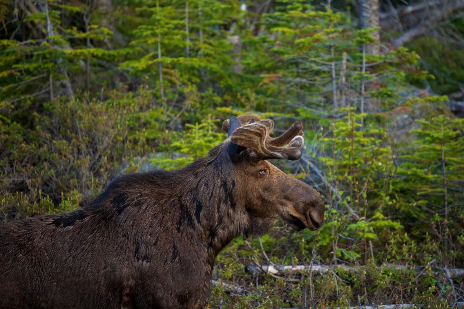 Moose Photos, Download The BEST Free Moose Stock Photos & HD Images