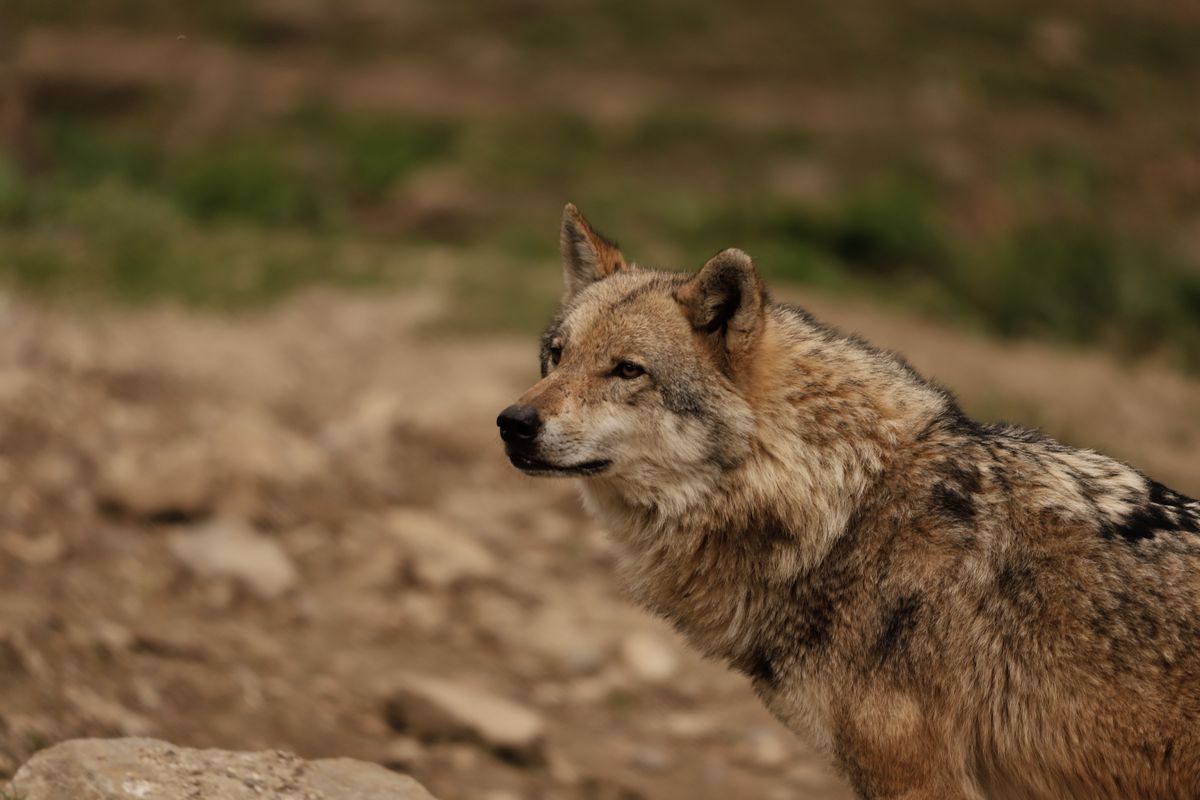 Sigma Wolf Photos, Download The BEST Free Sigma Wolf Stock Photos & HD ...