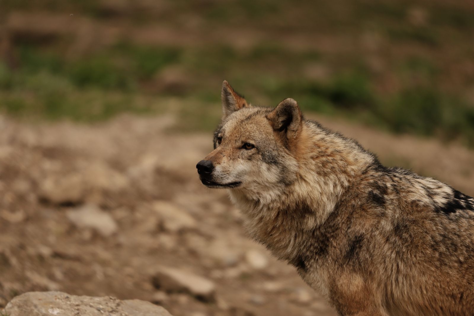 Sigma Wolf Photos, Download The BEST Free Sigma Wolf Stock Photos & HD ...