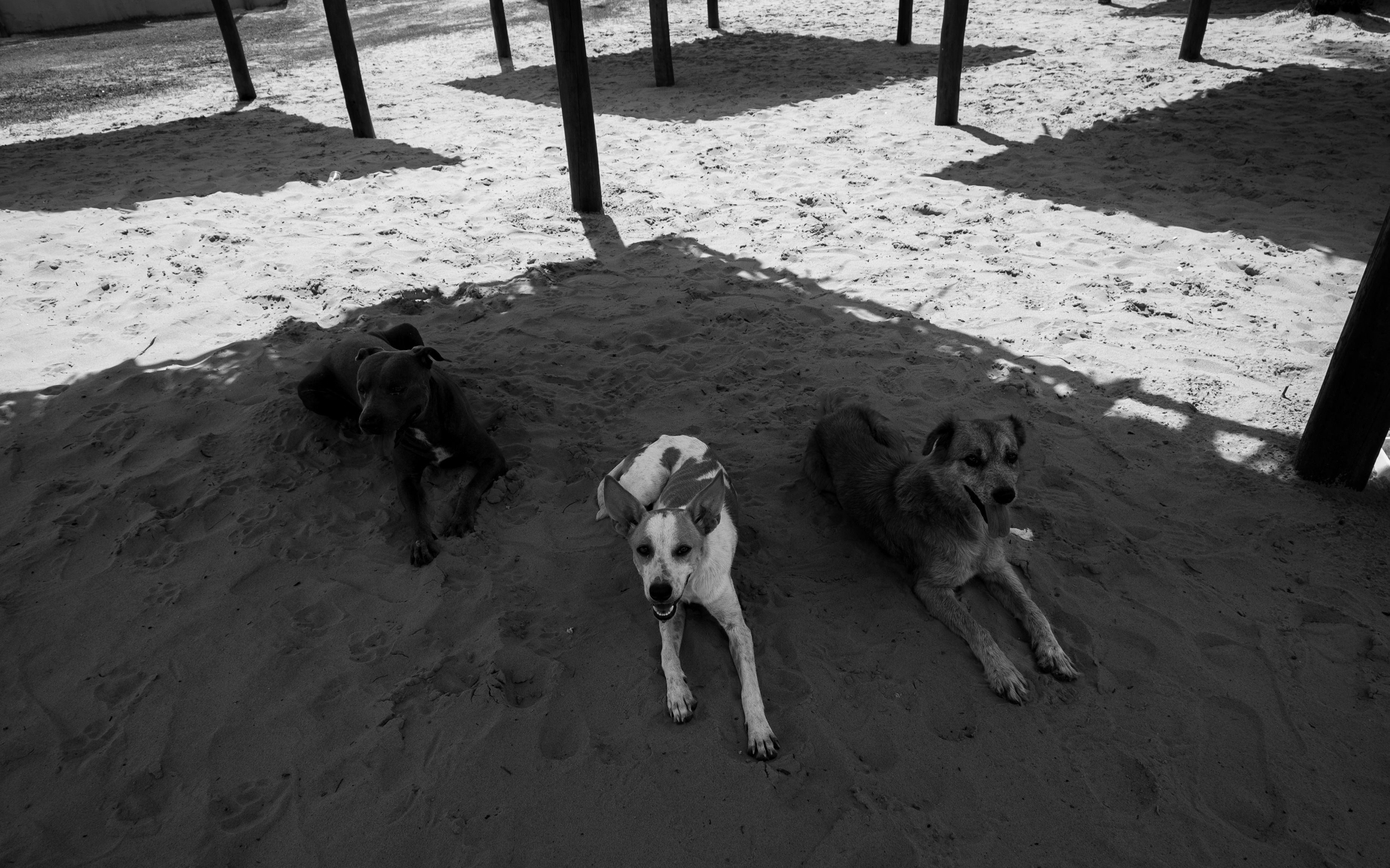 8.039+ Fotos y Imágenes de Perro sombra Gratis · Banco de Fotos Gratis