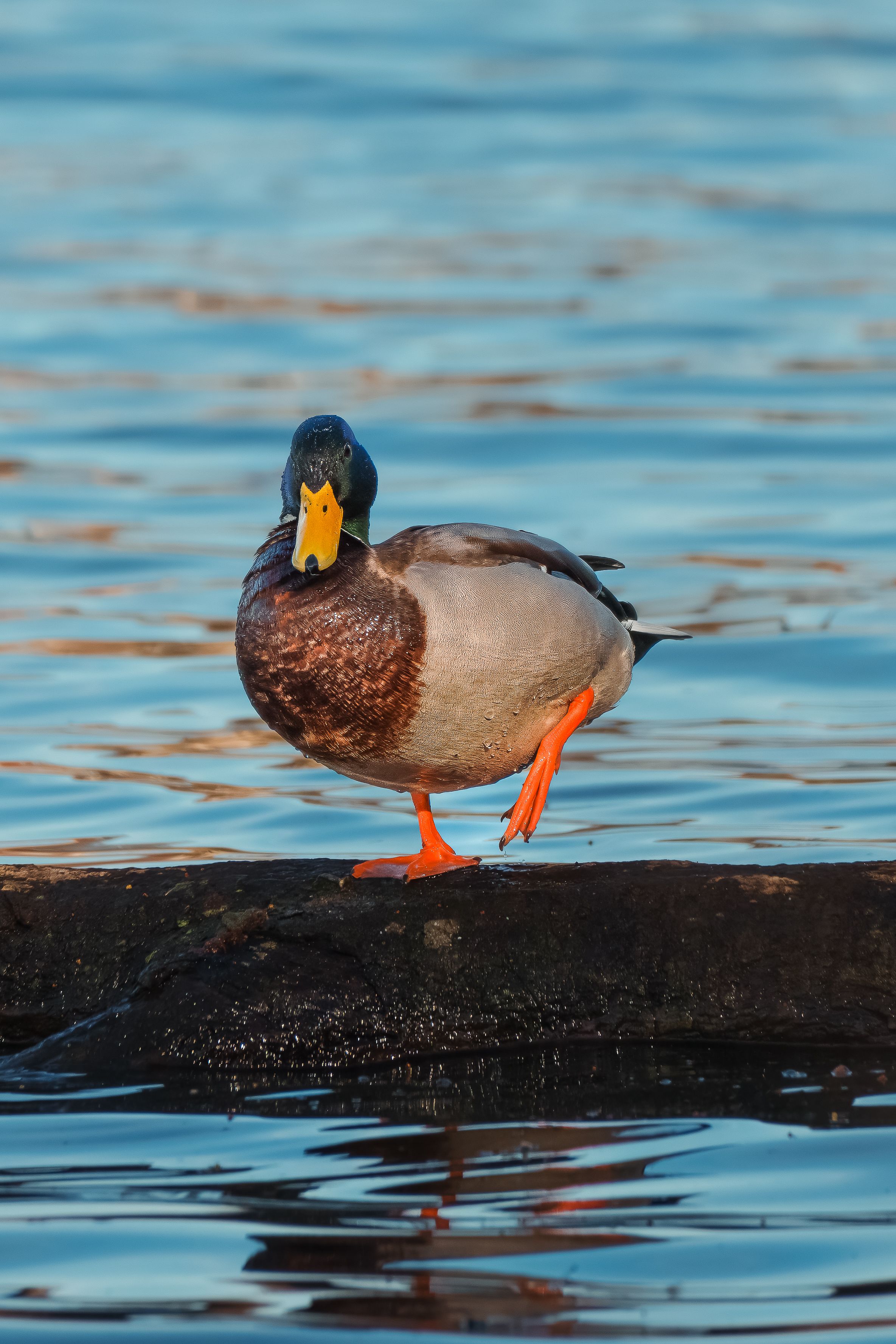 Playful Mallard Duck on a Log by the Lake · Free Stock Photo