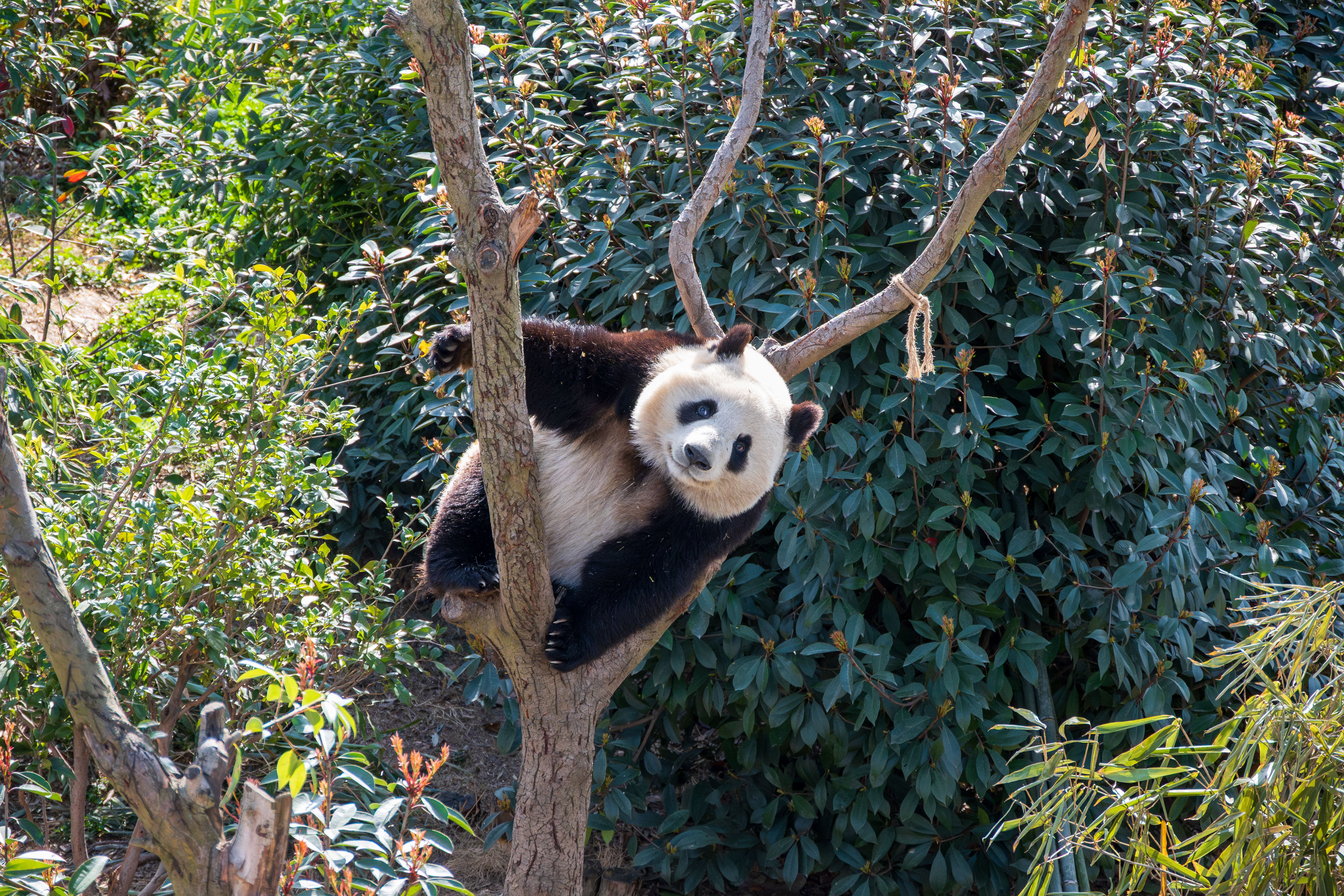 Funny Panda Photos, Download The BEST Free Funny Panda Stock Photos ...