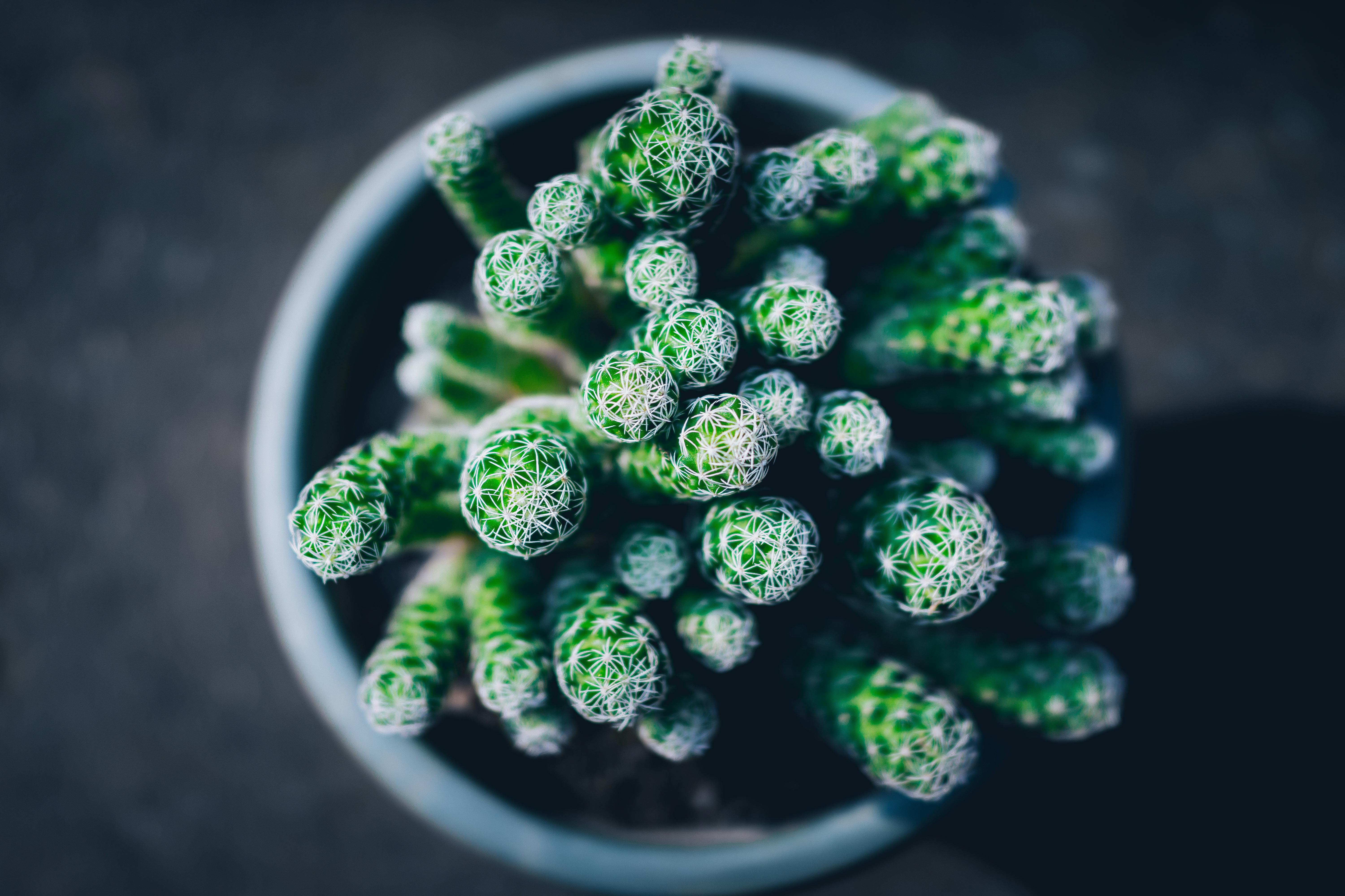 Top View Photo of Succulent Plant · Free Stock Photo