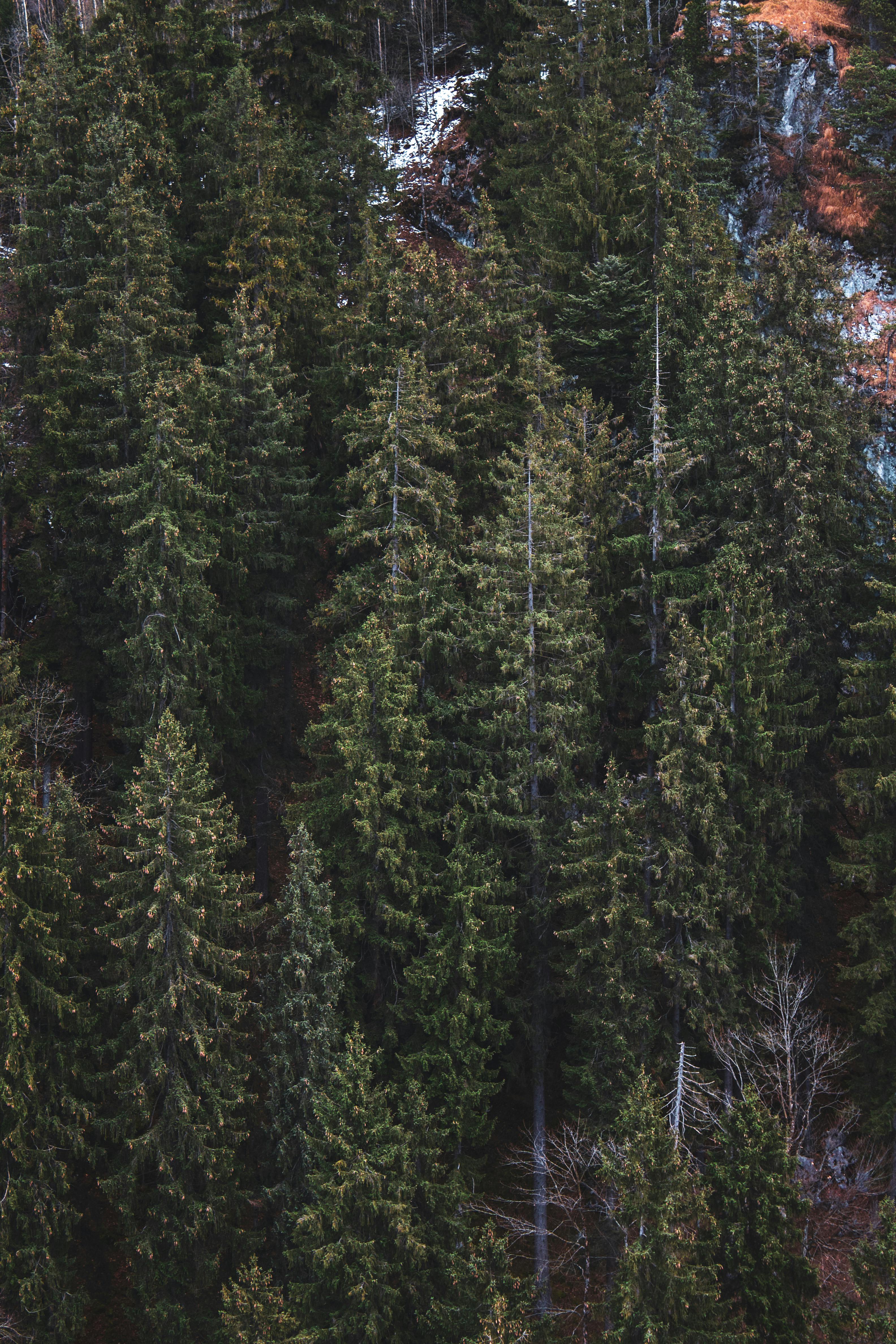 Tree Images · Nature Photography · Free Photos from Pexels · Pexels ...
