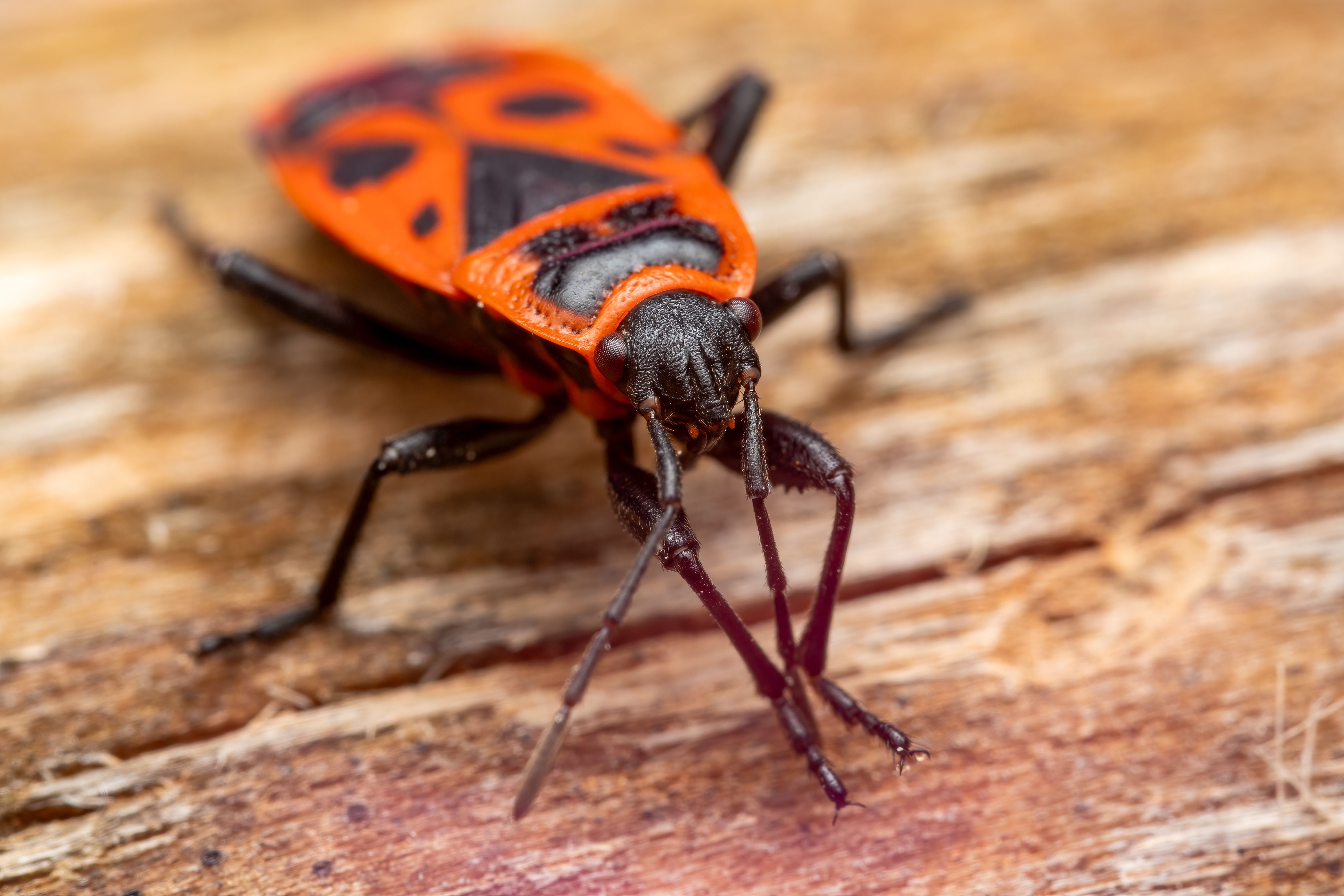 Insect Midwest Photos, Download The BEST Free Insect Midwest Stock ...