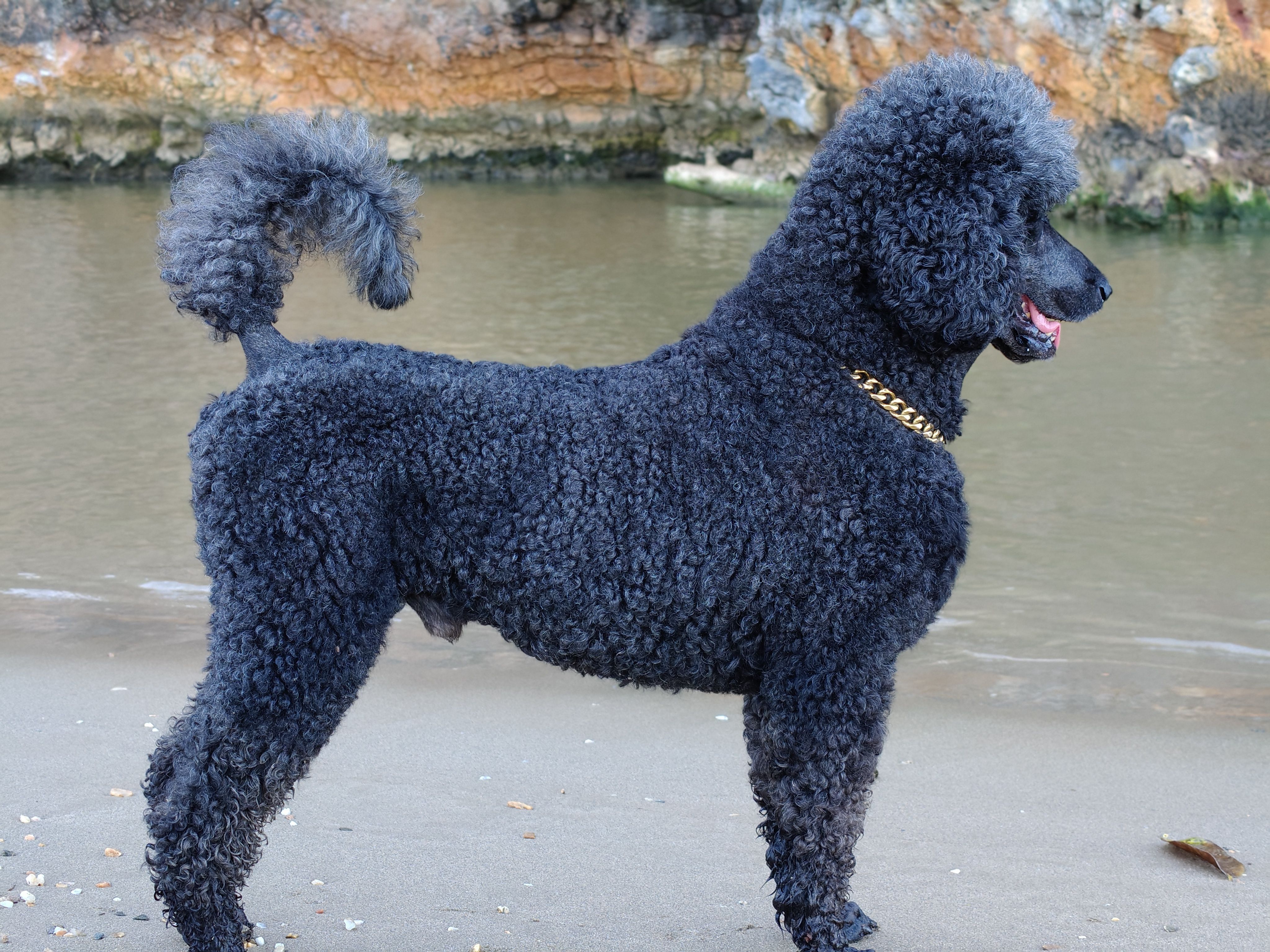 Standard Poodle Photos, Download The BEST Free Standard Poodle Stock ...