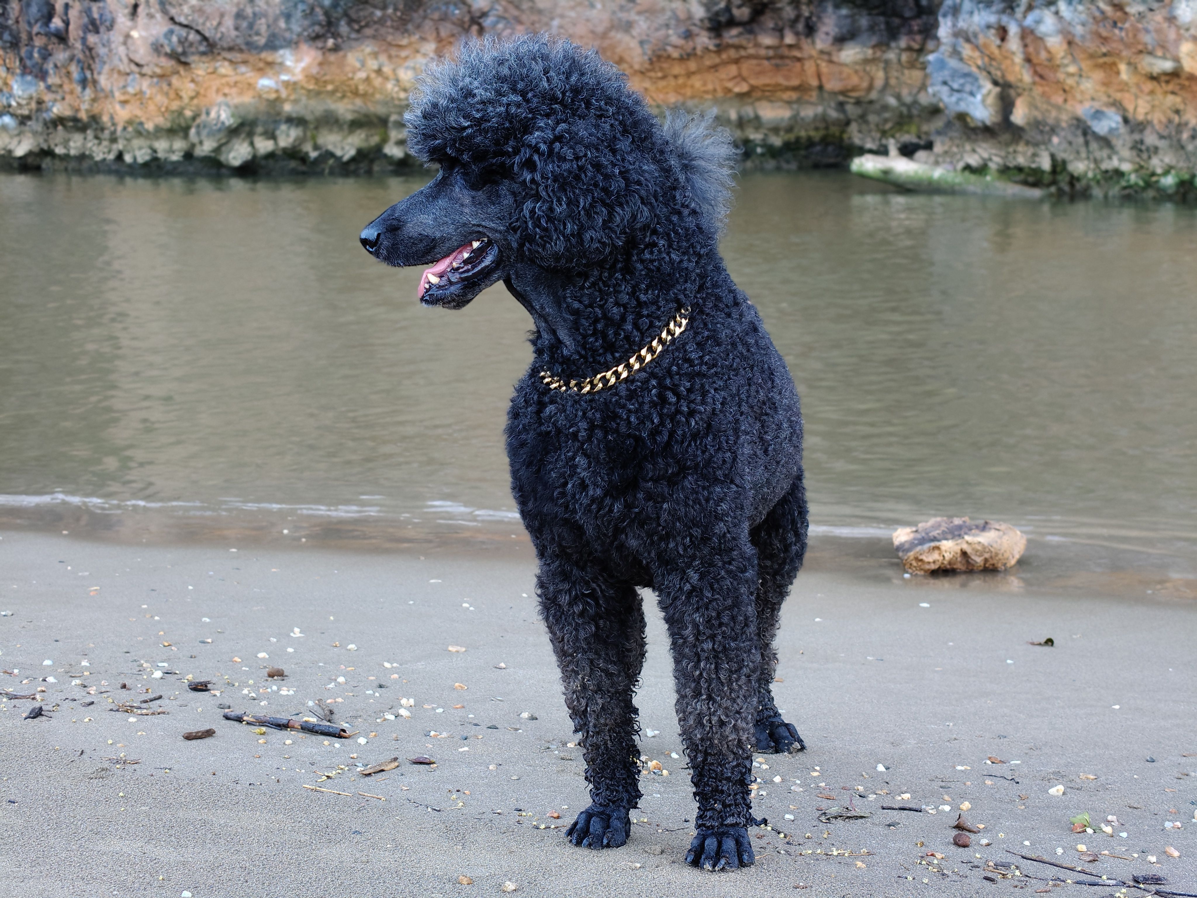 Beach+Poodle Photos, Download The BEST Free Beach+Poodle Stock Photos ...