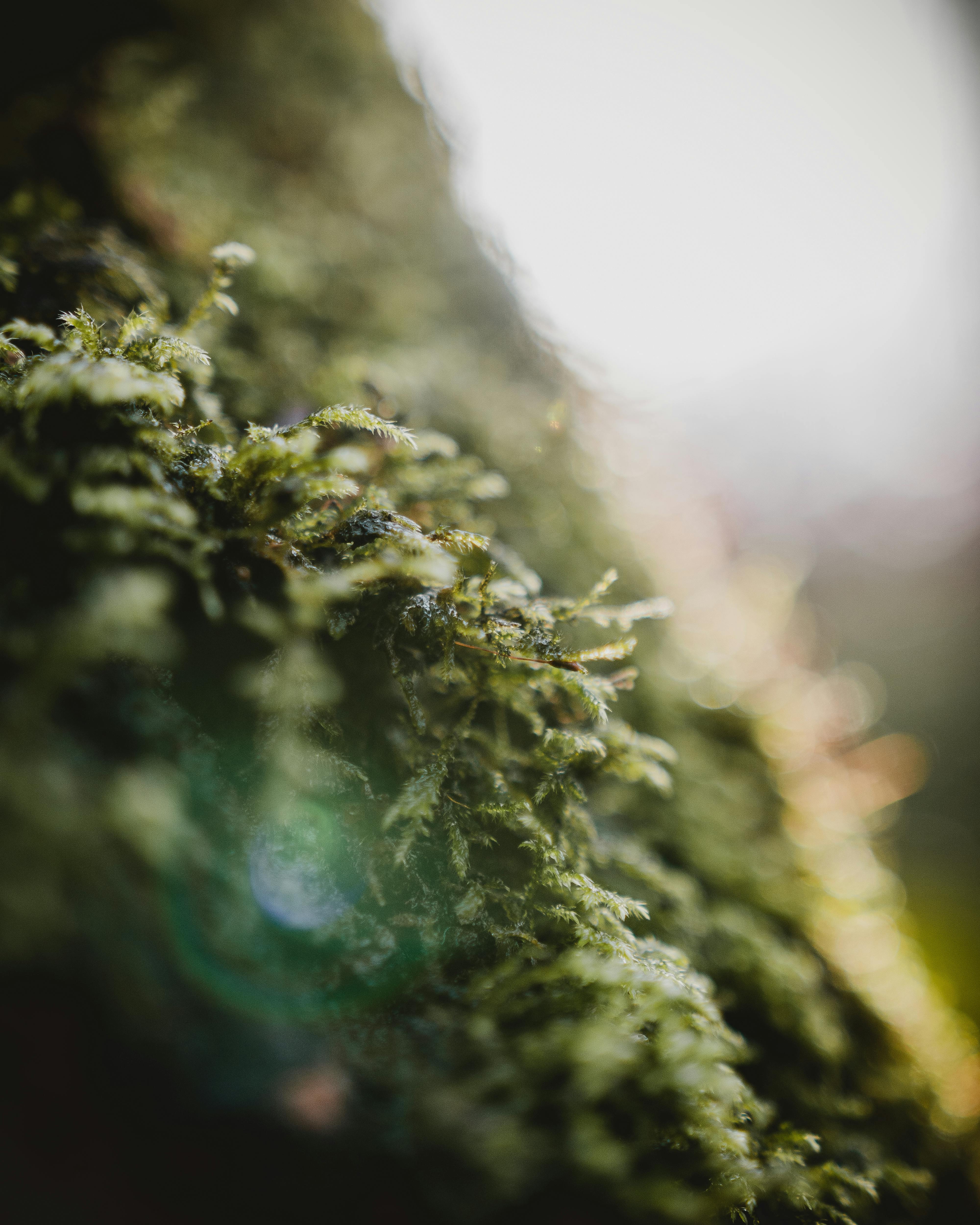 Surface Level of Fallen Leaves on Tree Trunk · Free Stock Photo