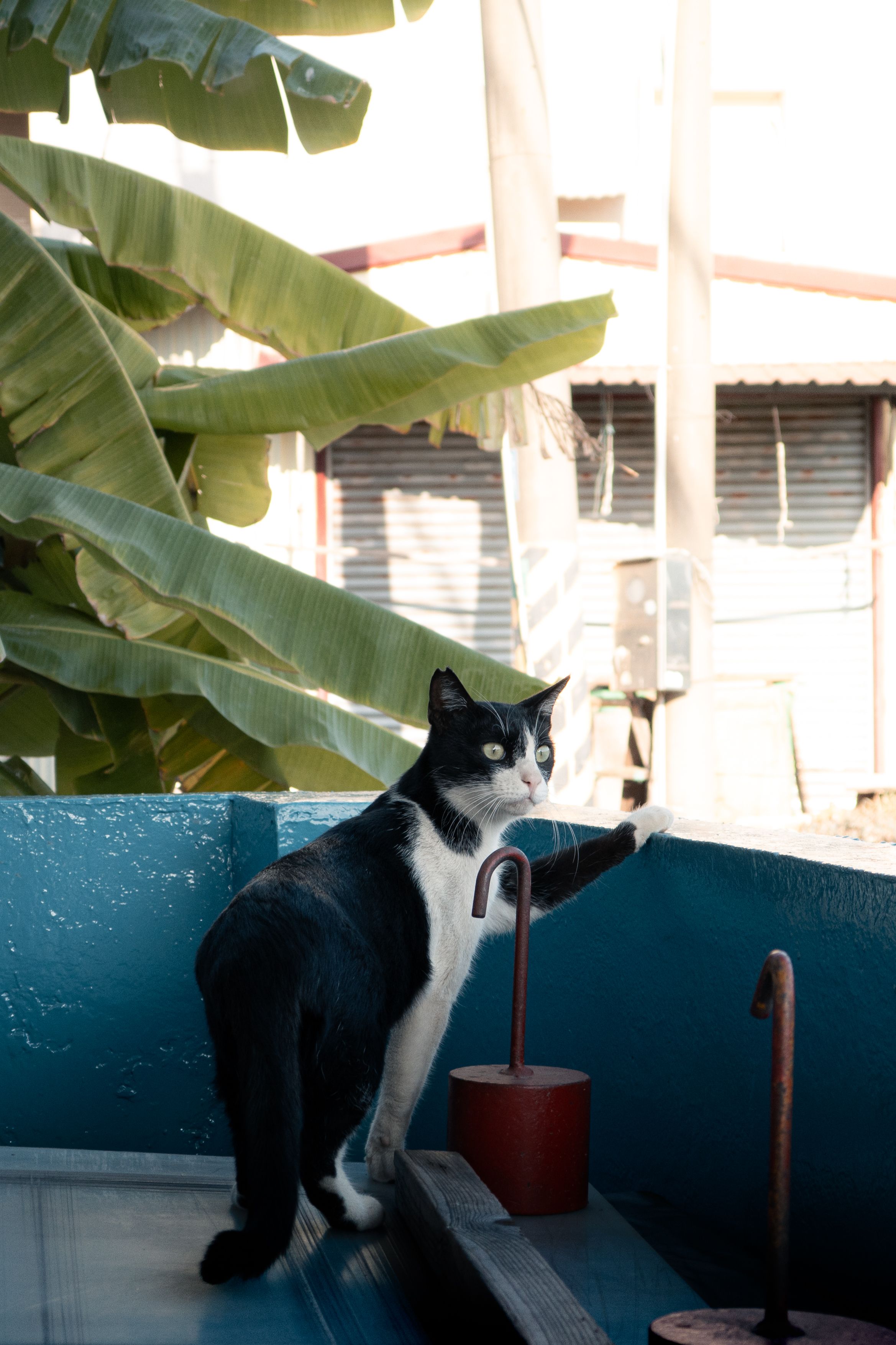 56.251+ Fotos y Imágenes de Banana+cat系列 Gratis · Banco de Fotos Gratis