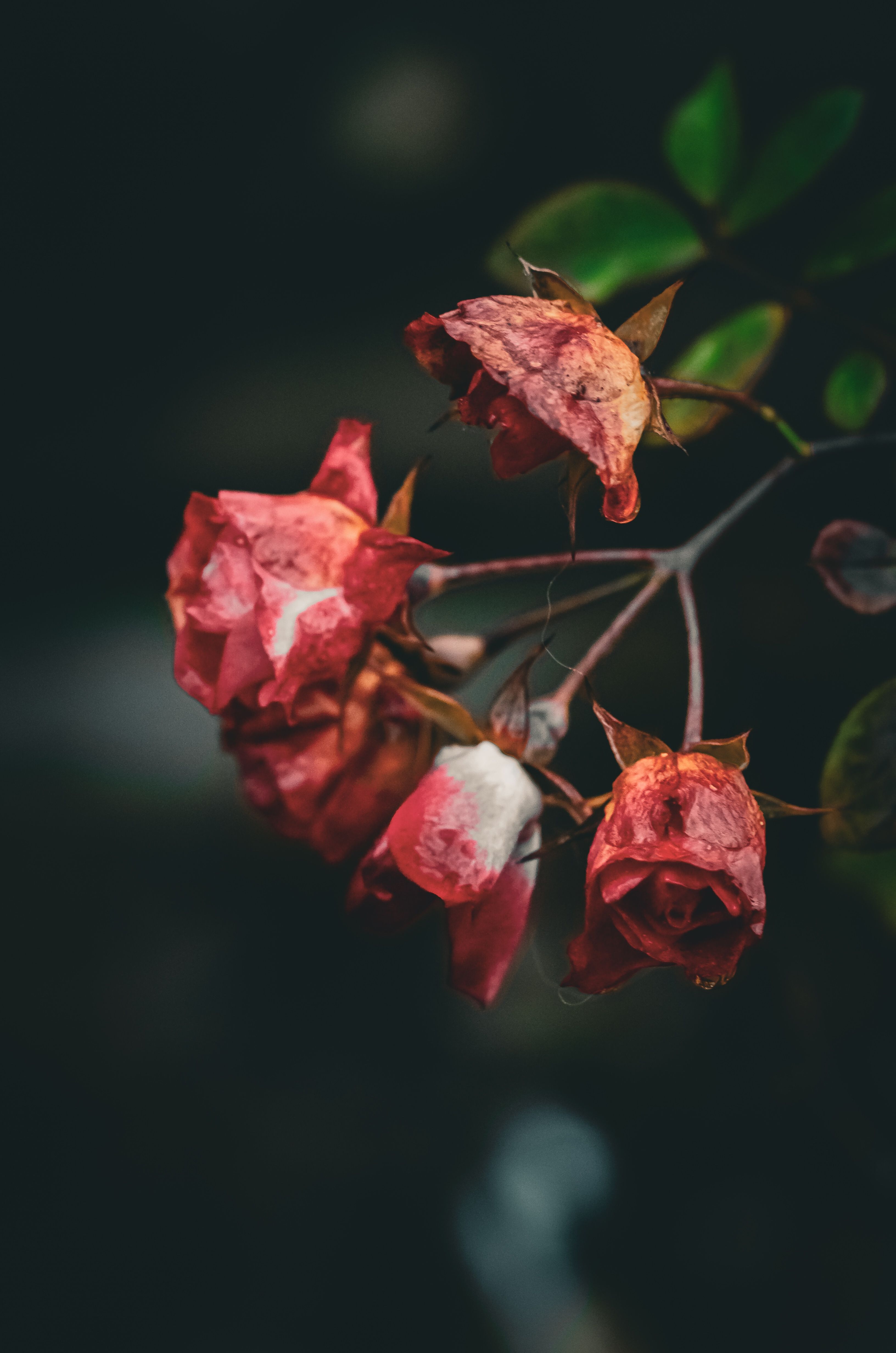 Withered Roses in Dramatic Low Light Photography · Free Stock Photo