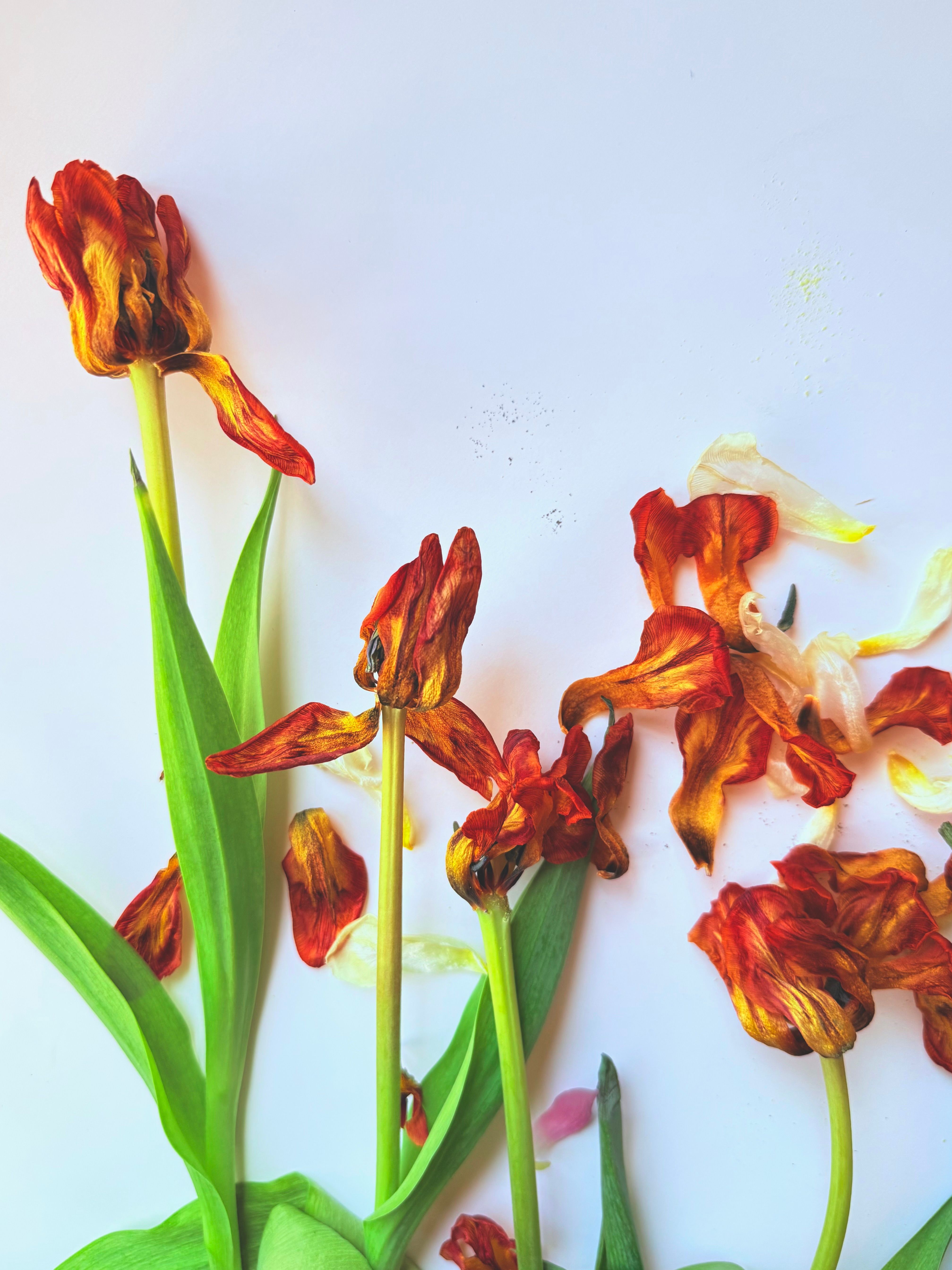 Flower Decomposition Photos, Download The BEST Free Flower ...