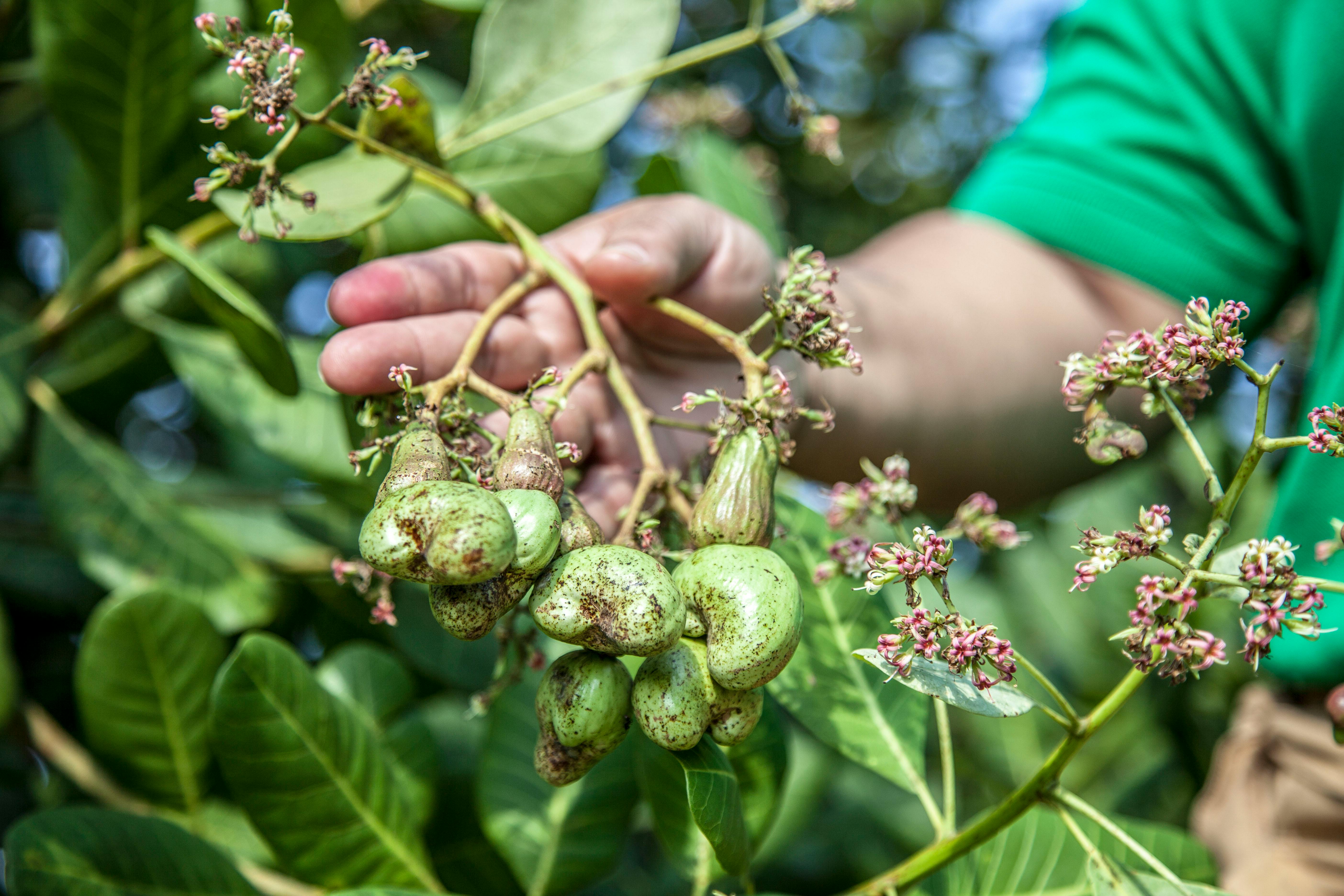 Cashew Farm Photos, Download The BEST Free Cashew Farm Stock Photos ...