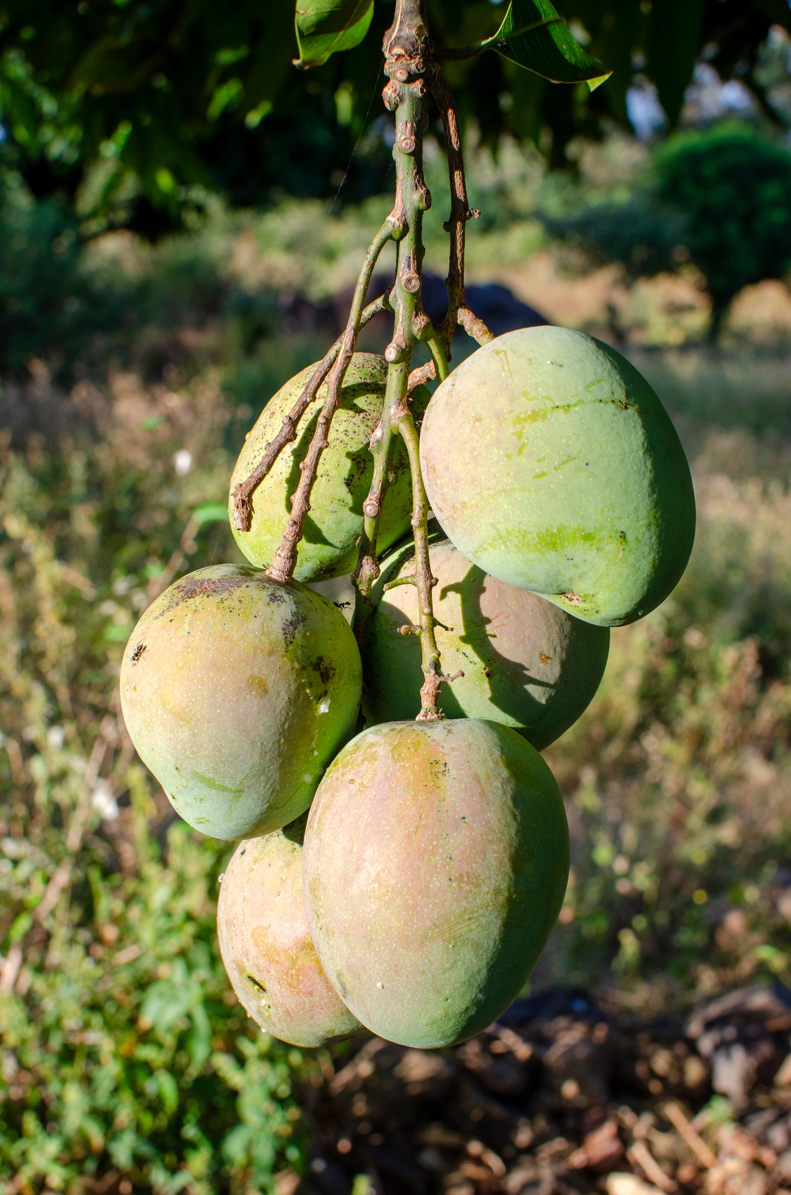 Mango Photos, Download The BEST Free Mango Stock Photos & HD Images
