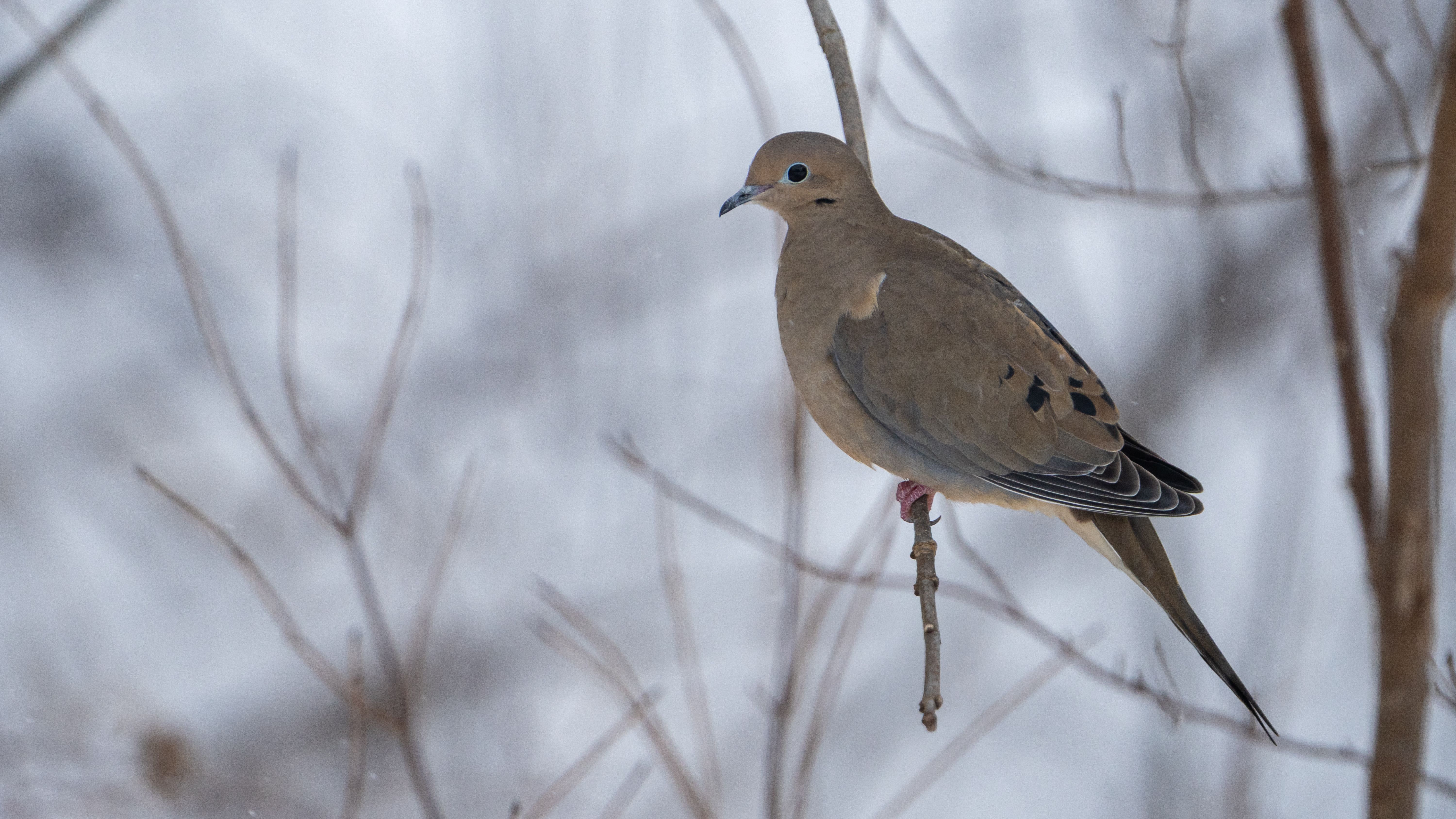 Dove Photos, Download The BEST Free Dove Stock Photos & HD Images