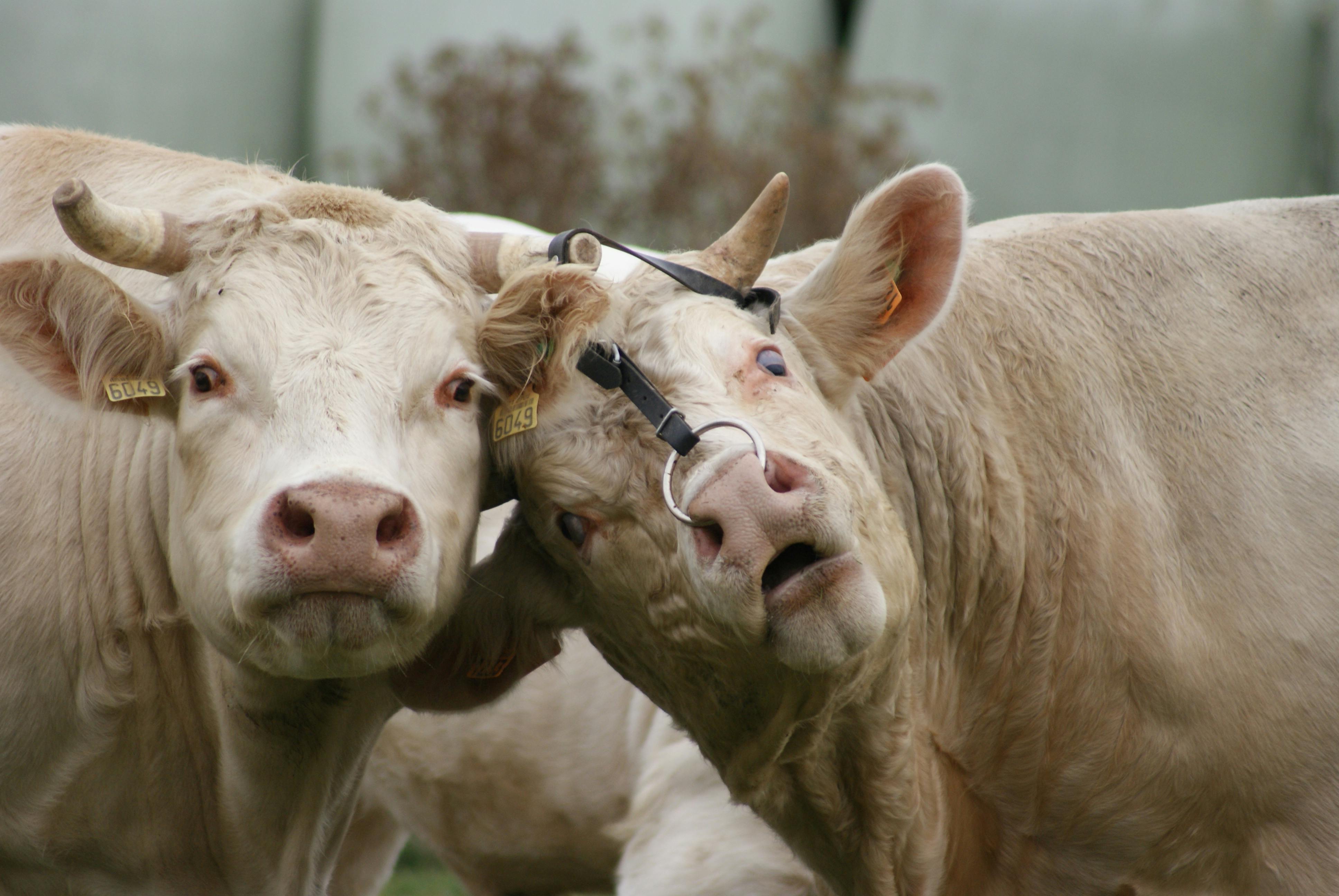 1000+ Great Animal Abuse Photos Pexels · Free Stock Photos