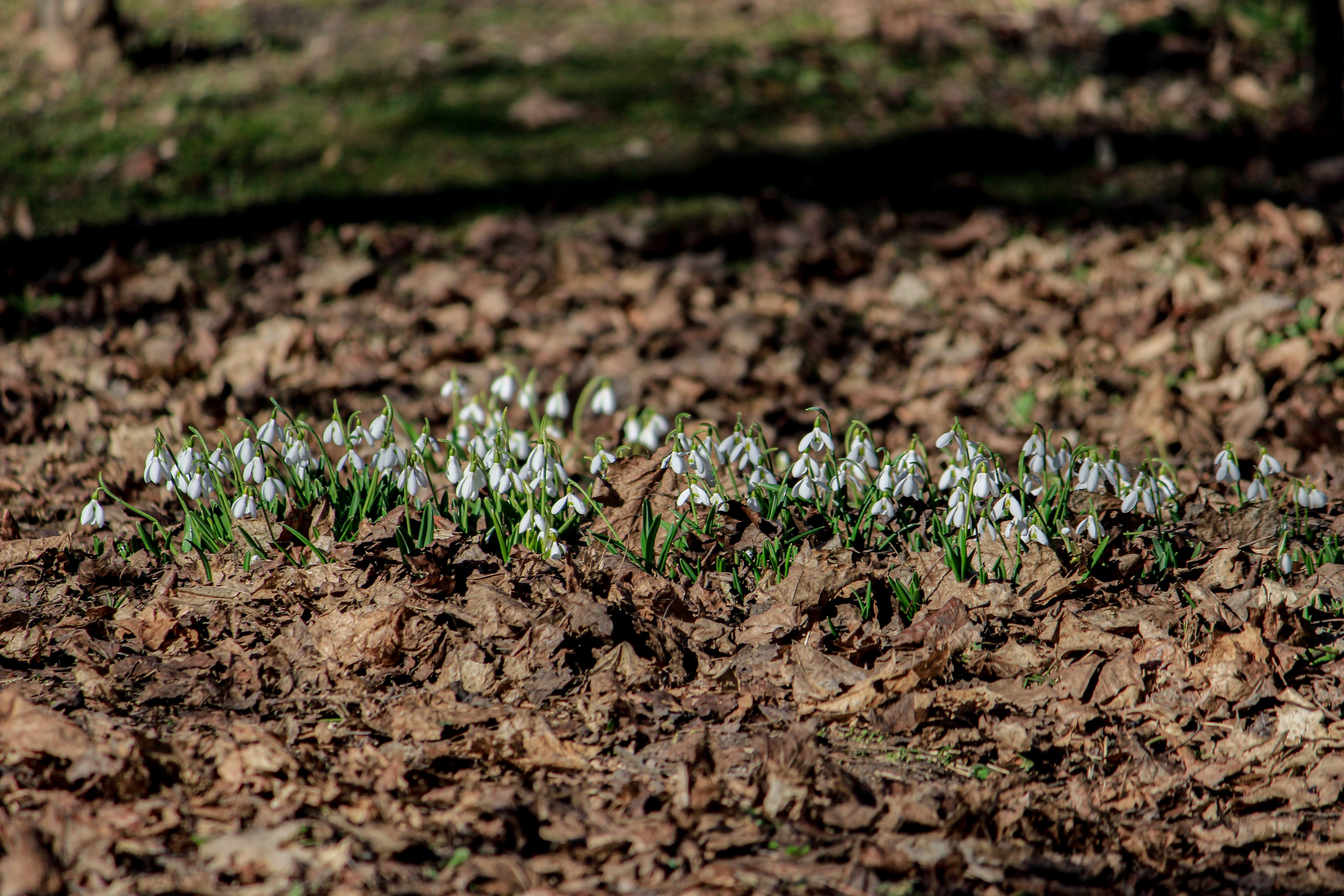 First Day Of Spring Photos, Download The BEST Free First Day Of Spring ...
