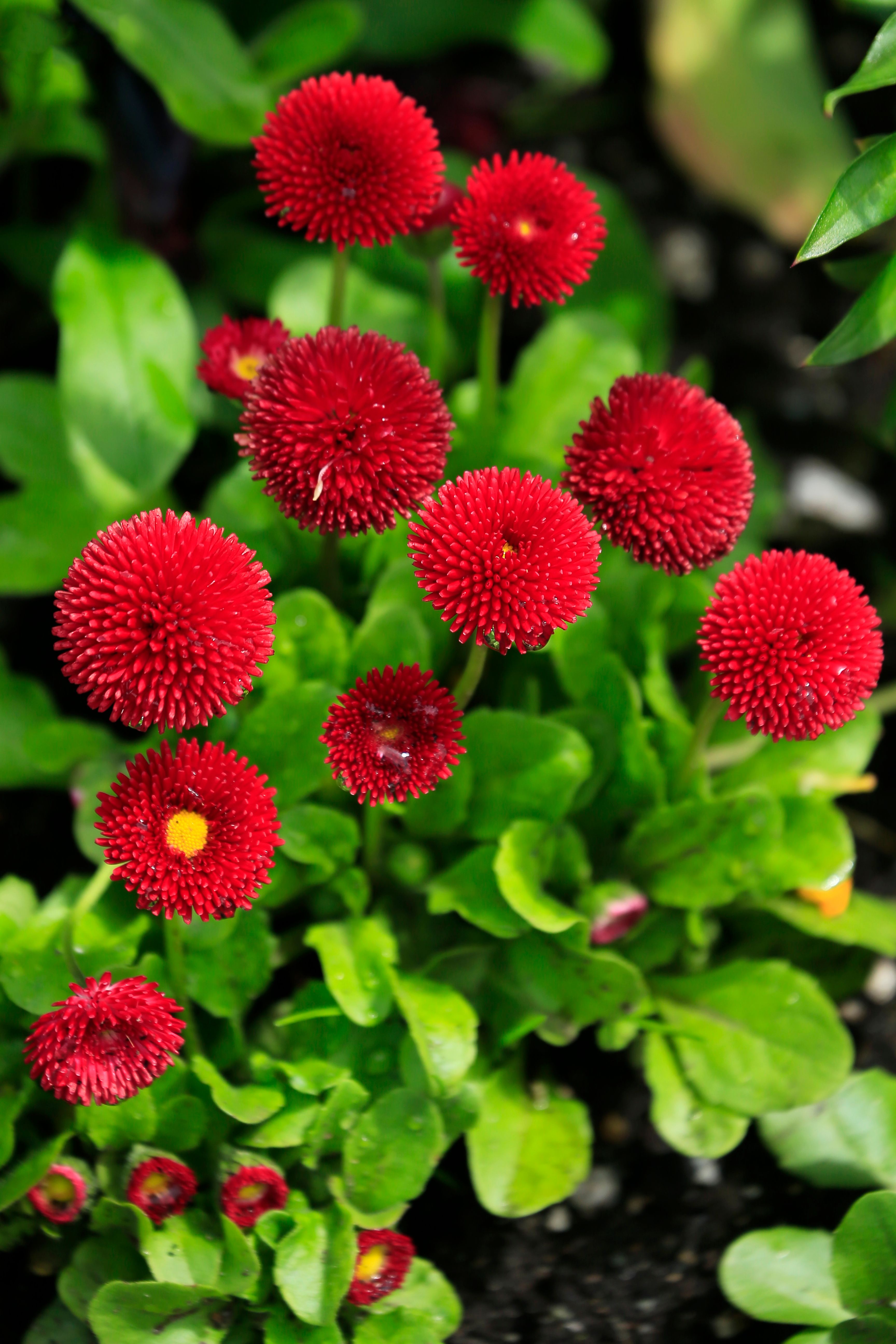 Vibrant Red English Daisy Flowers in Bloom · Free Stock Photo