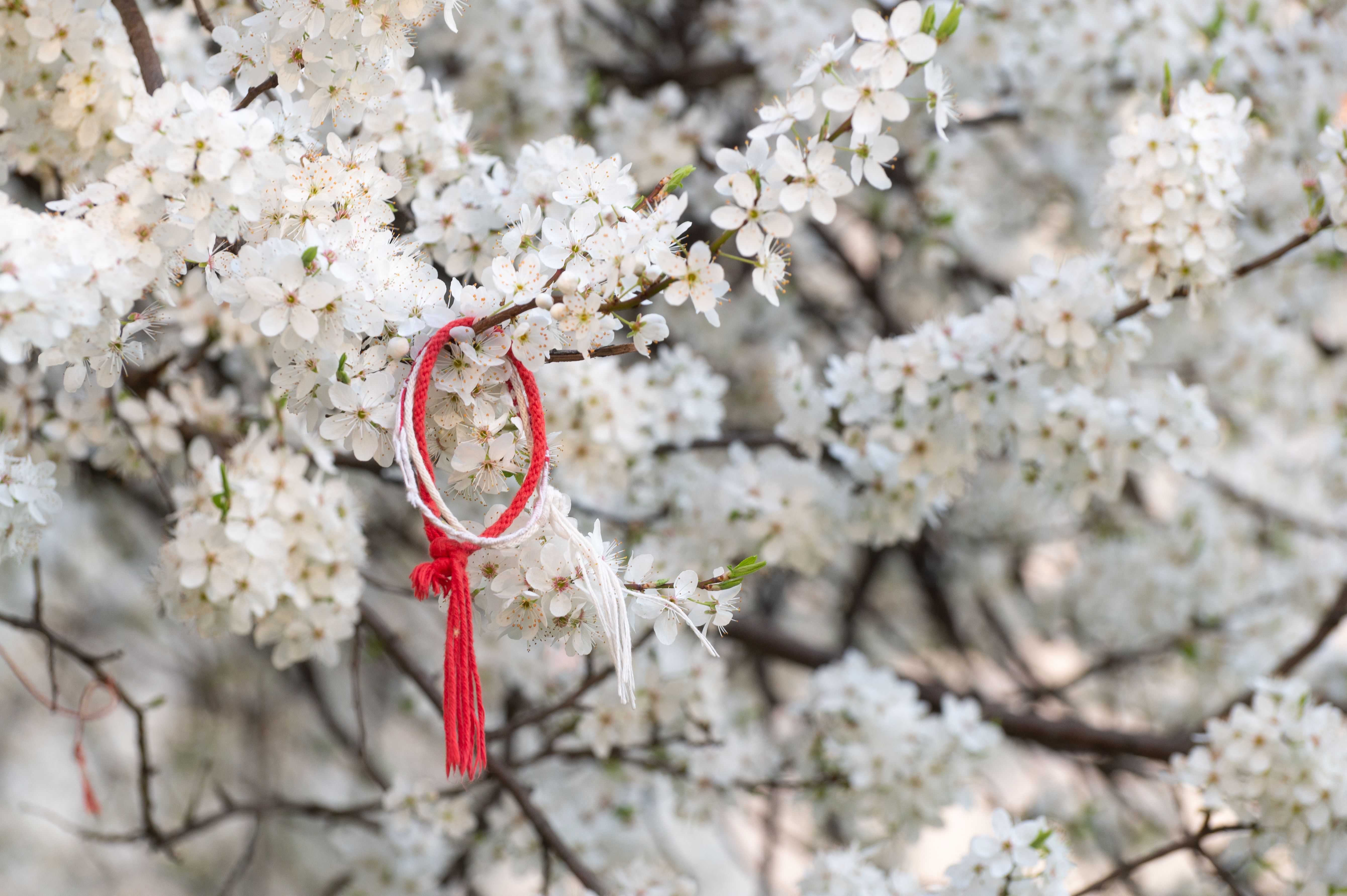 Spring Scene Background Photos, Download The BEST Free Spring Scene ...