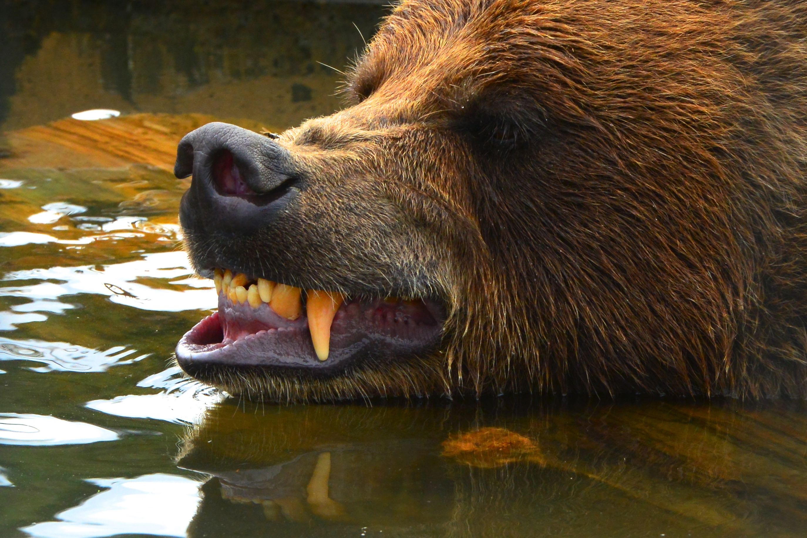 Close-Up of Brown Bear Relaxing in Water · Free Stock Photo