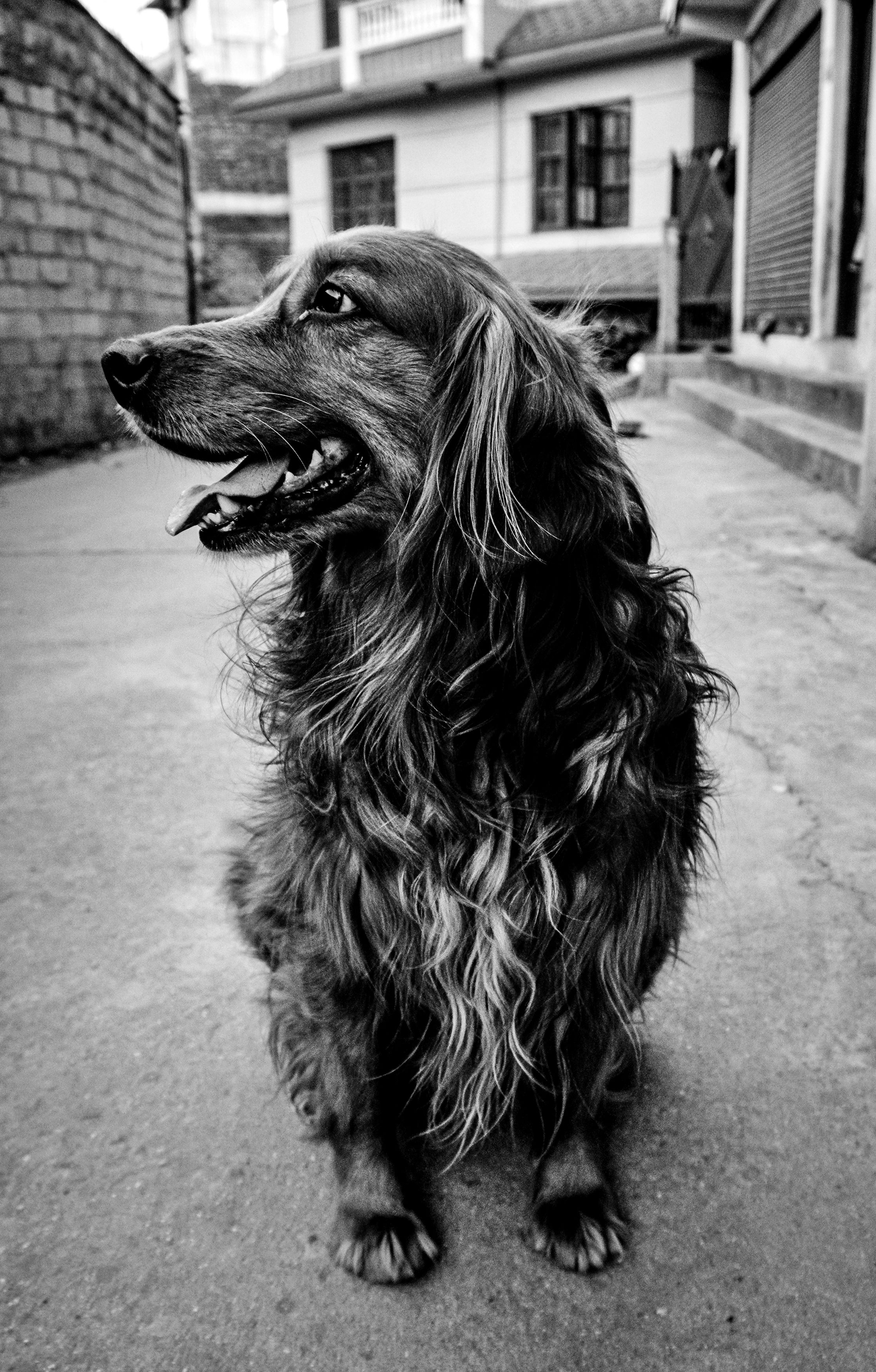 Real Dog Photos, Download The BEST Free Real Dog Stock Photos & HD Images