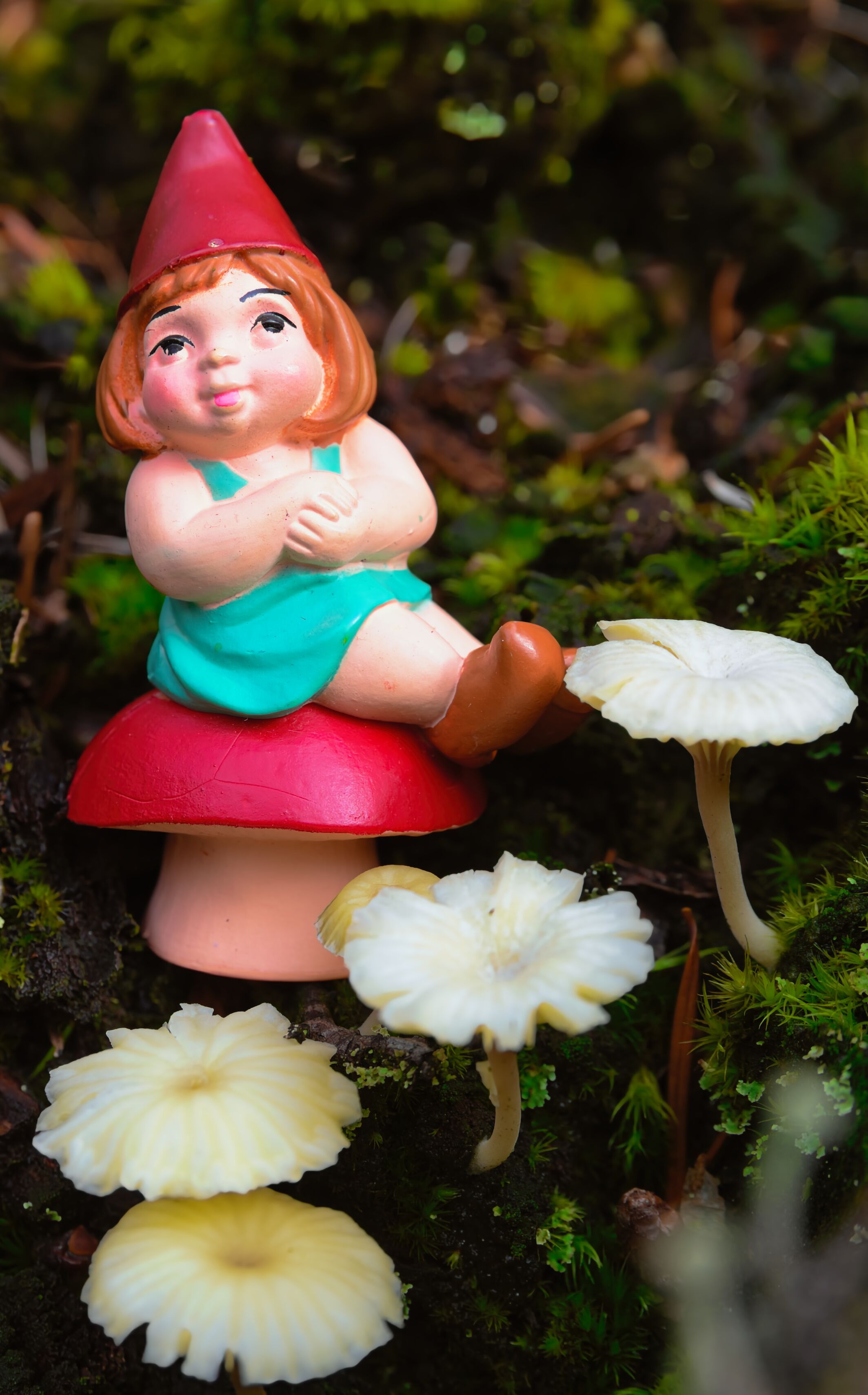 Forest+Gnome+Portrait Photos, Download The BEST Free Forest+Gnome ...