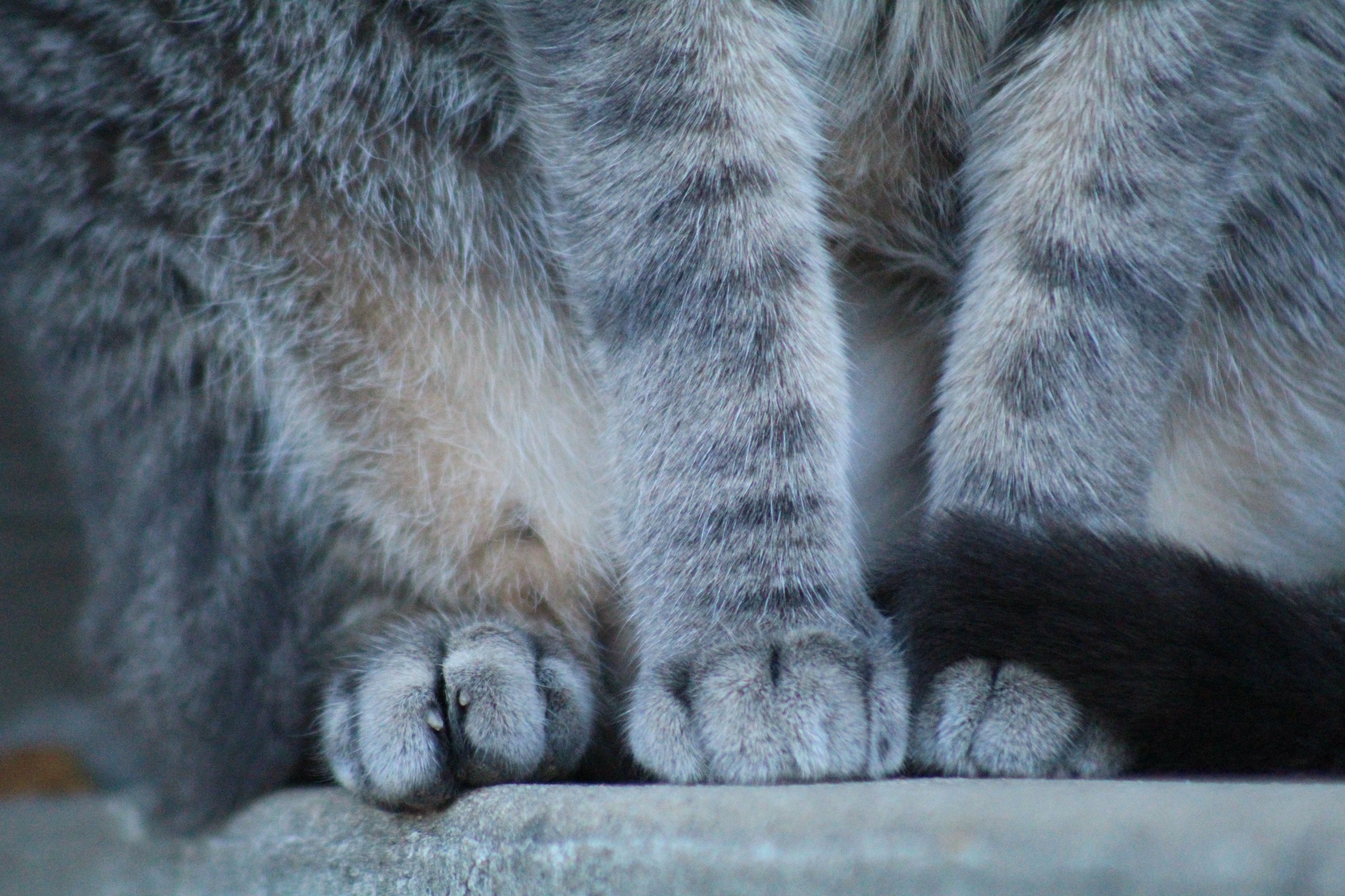 Paws Photos, Download The BEST Free Paws Stock Photos & HD Images