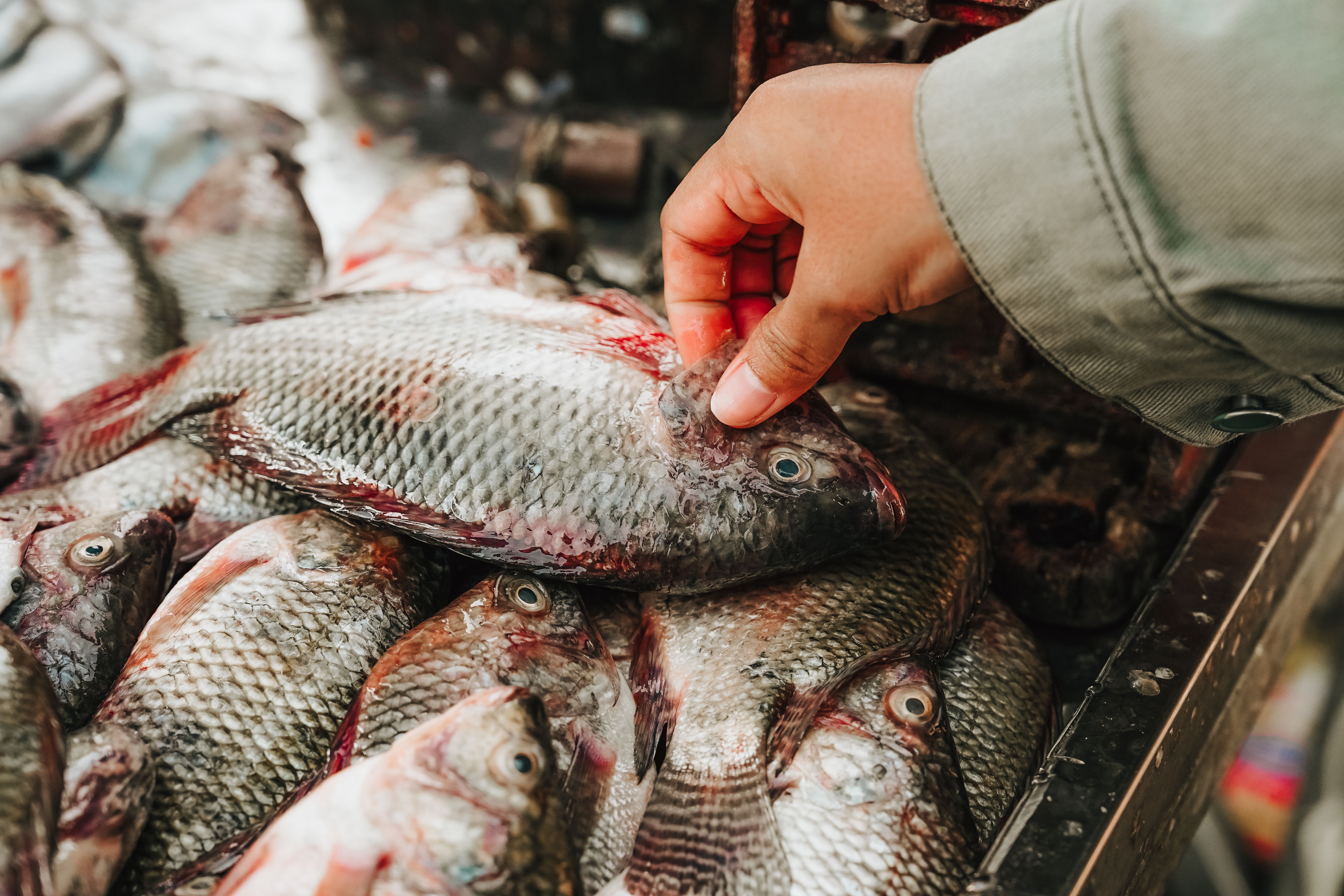 Lady Touching Fish Photos, Download The BEST Free Lady Touching Fish ...