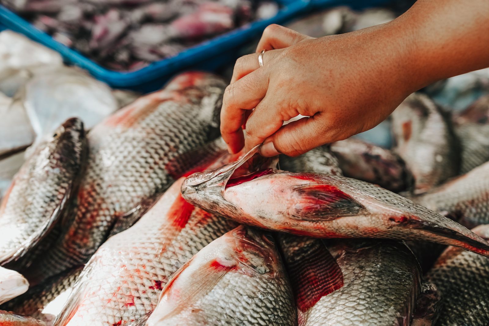 Fish Gills Photos, Download The BEST Free Fish Gills Stock Photos & HD ...