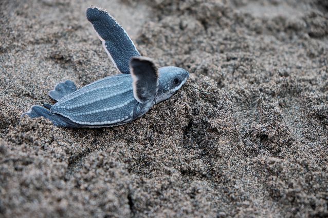 Turtle Automatic Pool Cleaner Features & Performance Tested