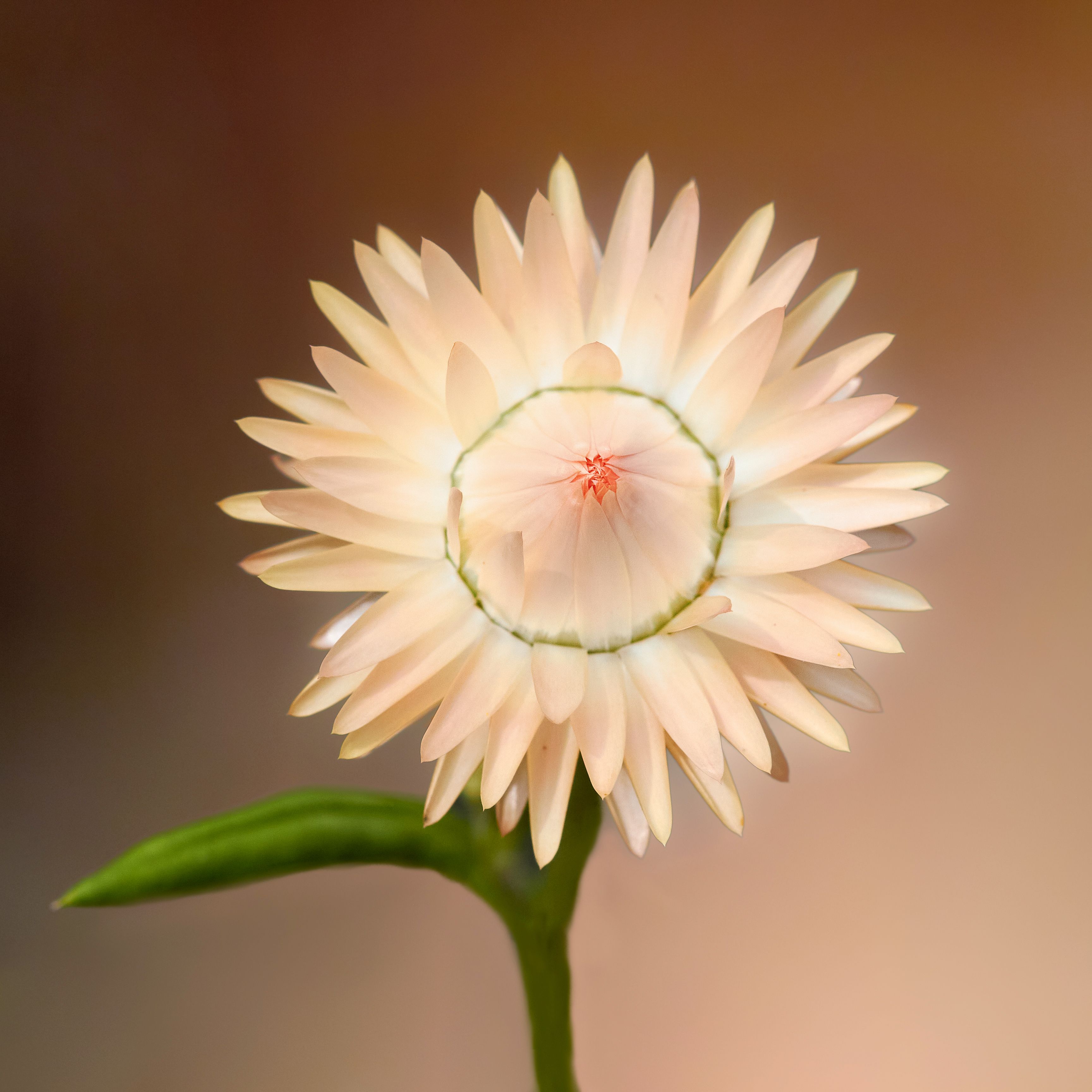 Everlasting+Flower+In+Mallorca Photos, Download The BEST Free ...